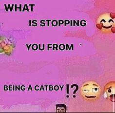 Catboy rule | Scrolller