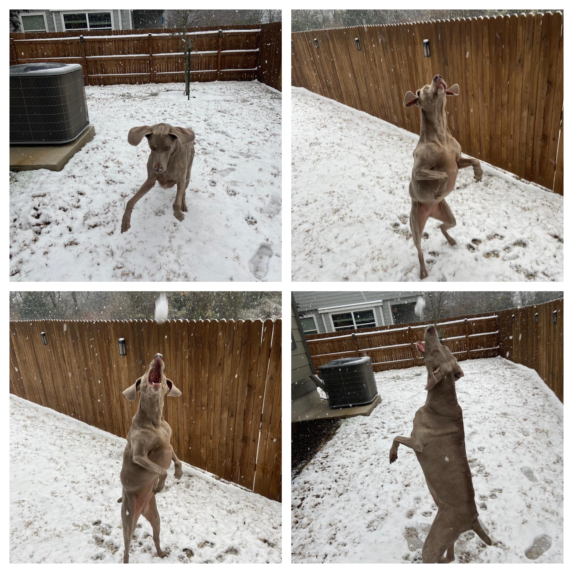 Catching snowballs during the first snowfall of the year here in Austin | Scrolller