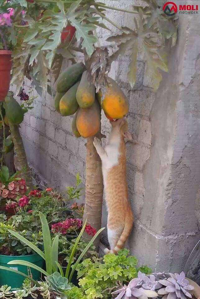 catfruit.jpeg | Scrolller