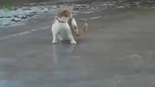 Catnip - Not Even Once | Scrolller