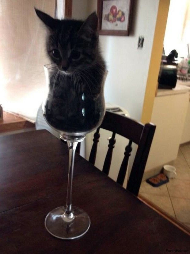 Cats are liquid? | Scrolller