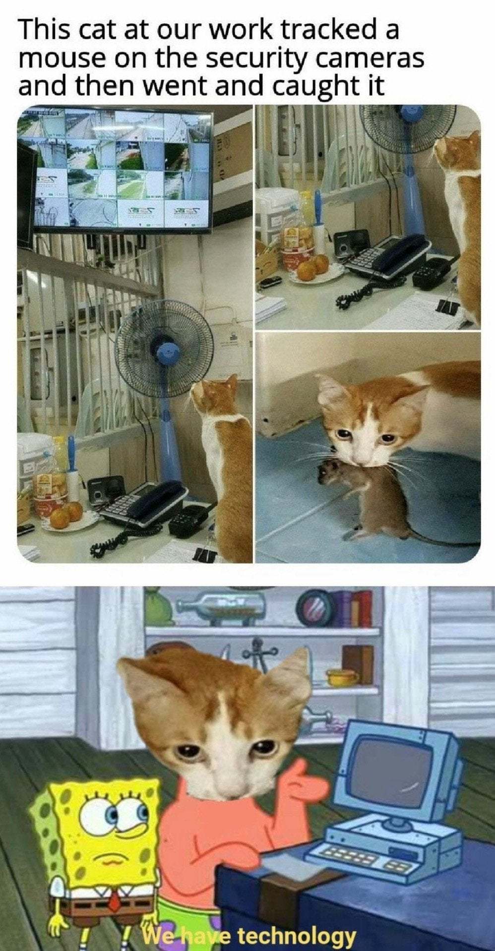 Cats are now using technology! | Scrolller