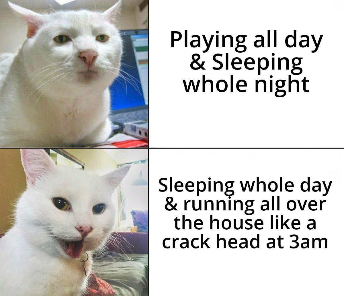 Cats do be like that. | Scrolller