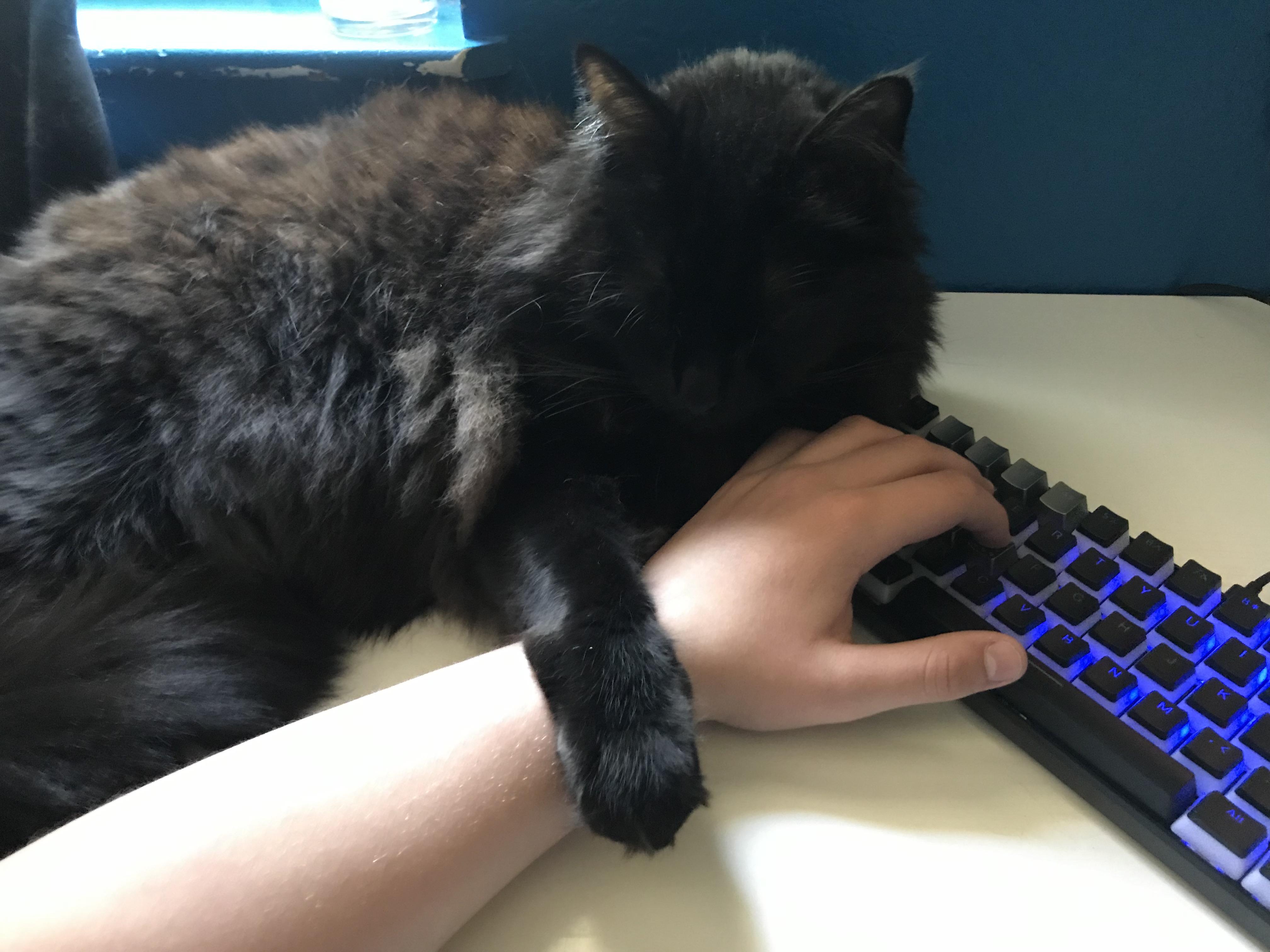 Cats make gaming hard | Scrolller