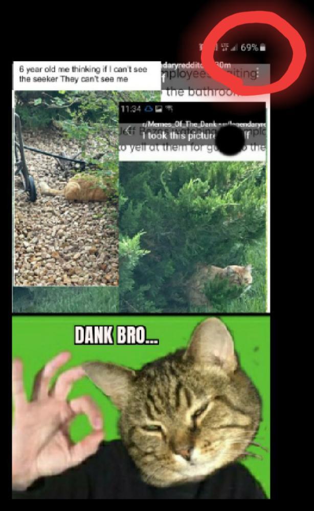 Cats R Dank | Scrolller