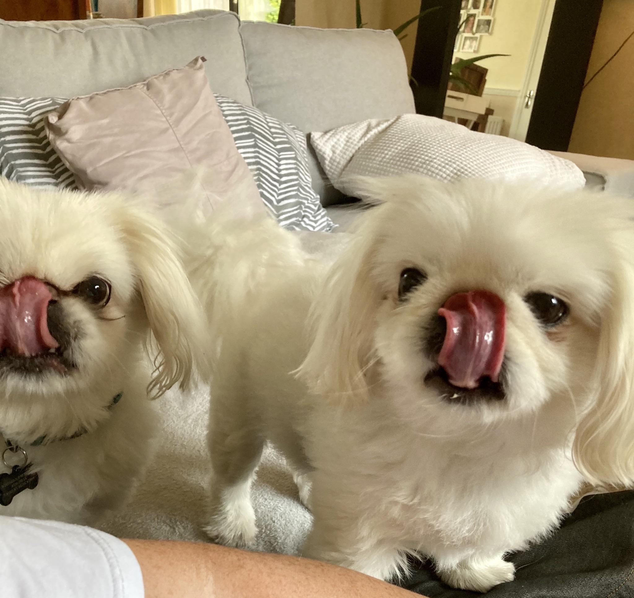 Caught a rare double mlem | Scrolller