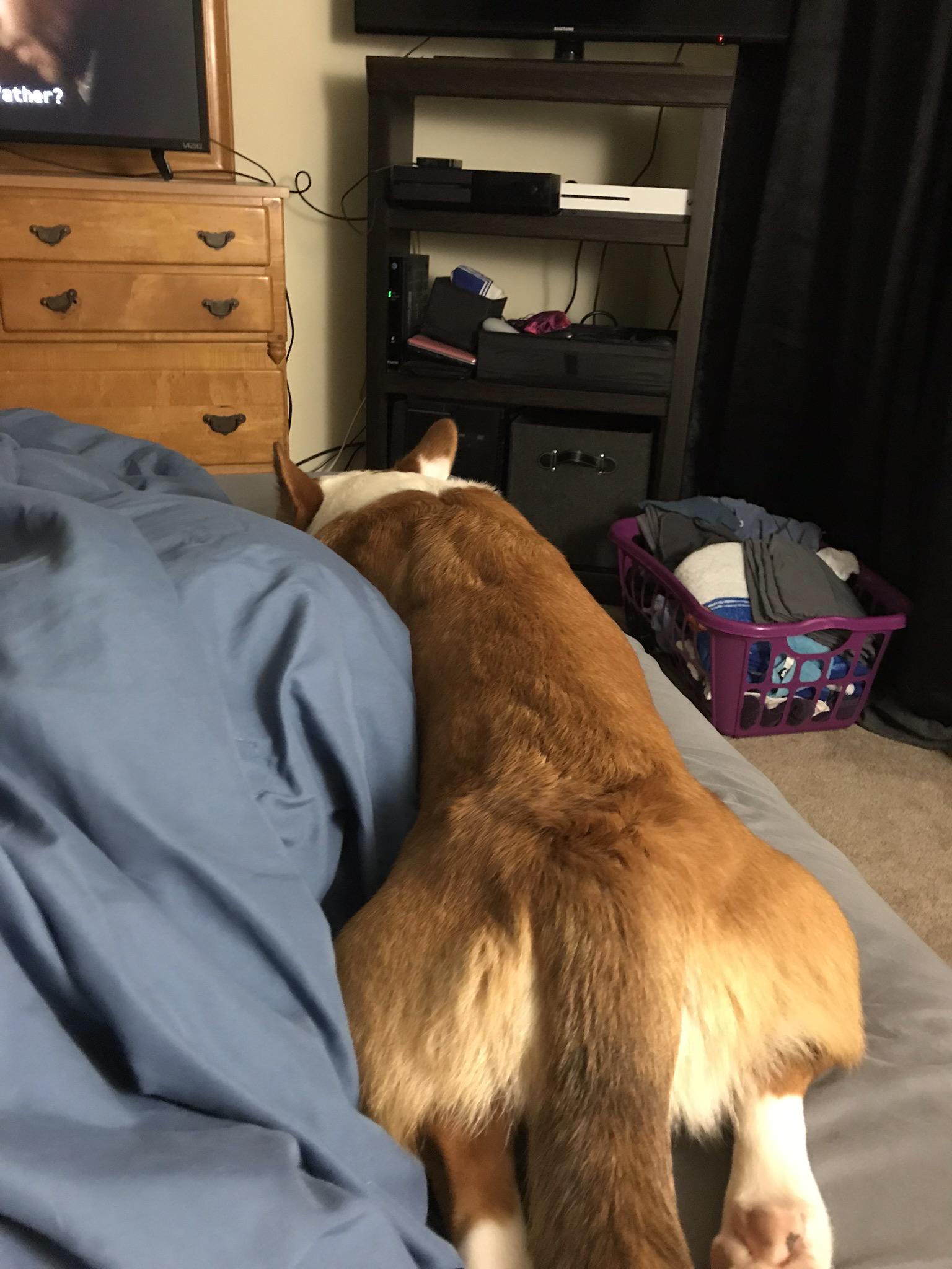 Caught a sploot on camera!! | Scrolller