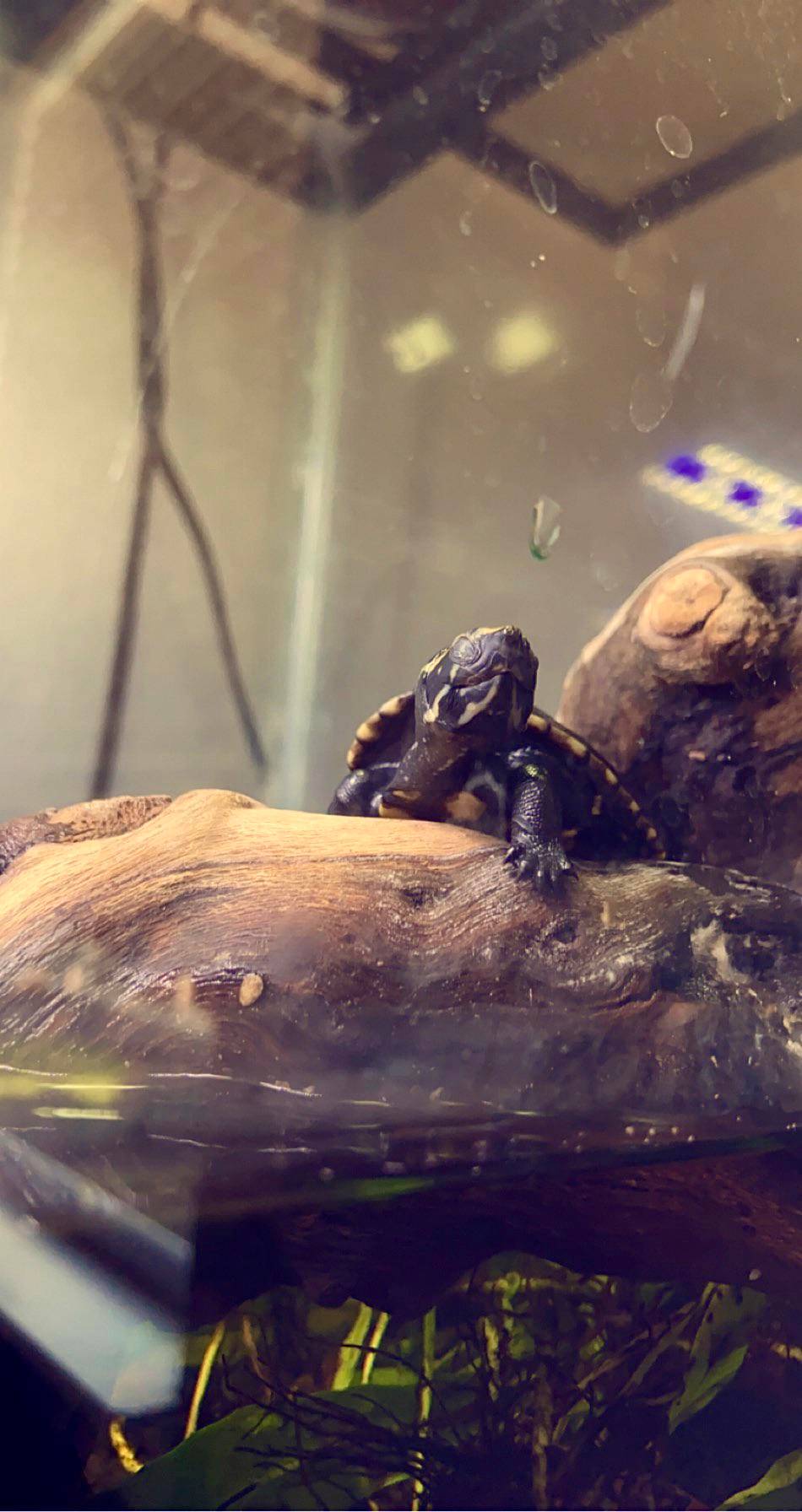 Caught Appa mid-blink | Scrolller