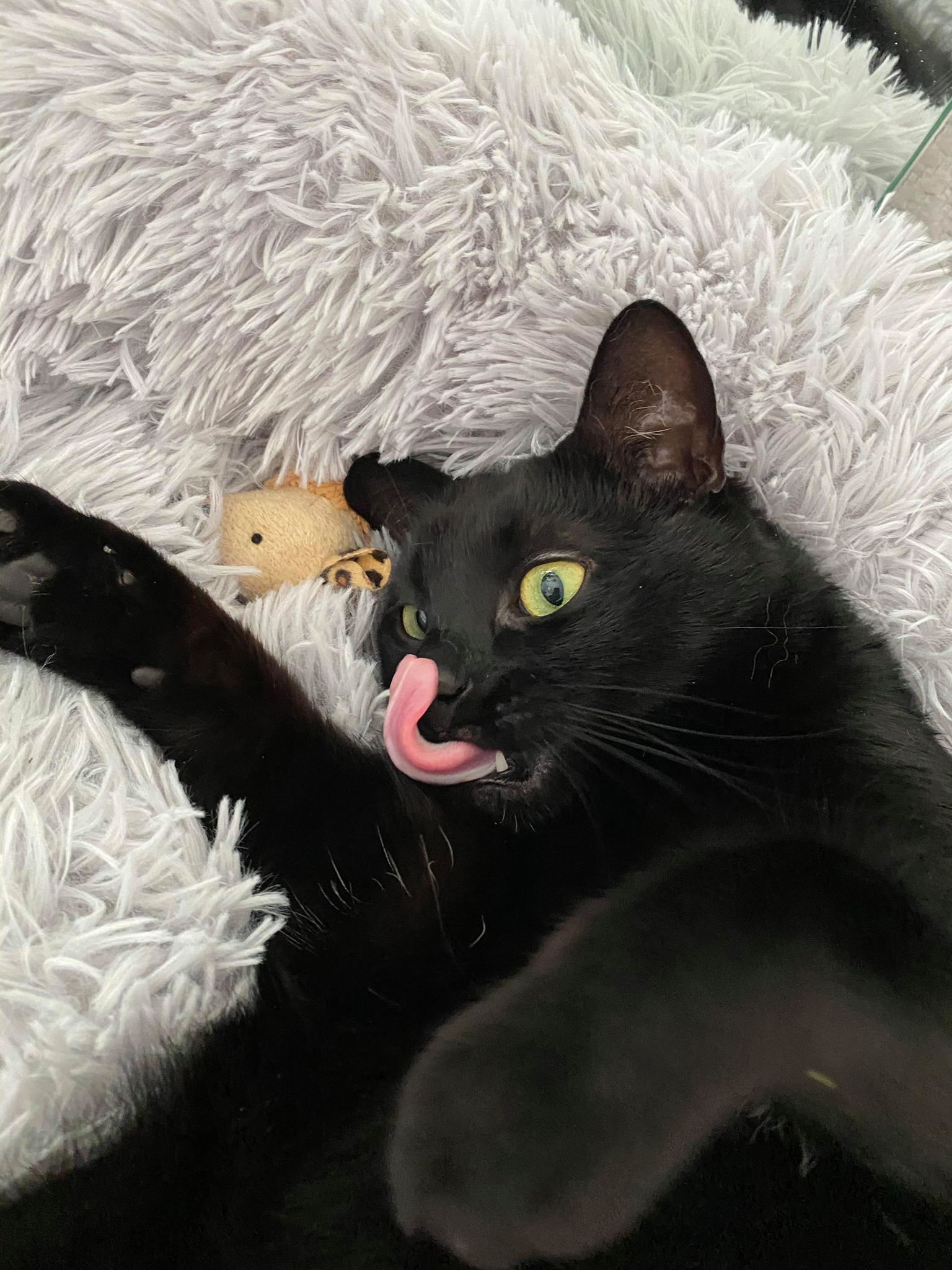 Caught him mid mlem | Scrolller