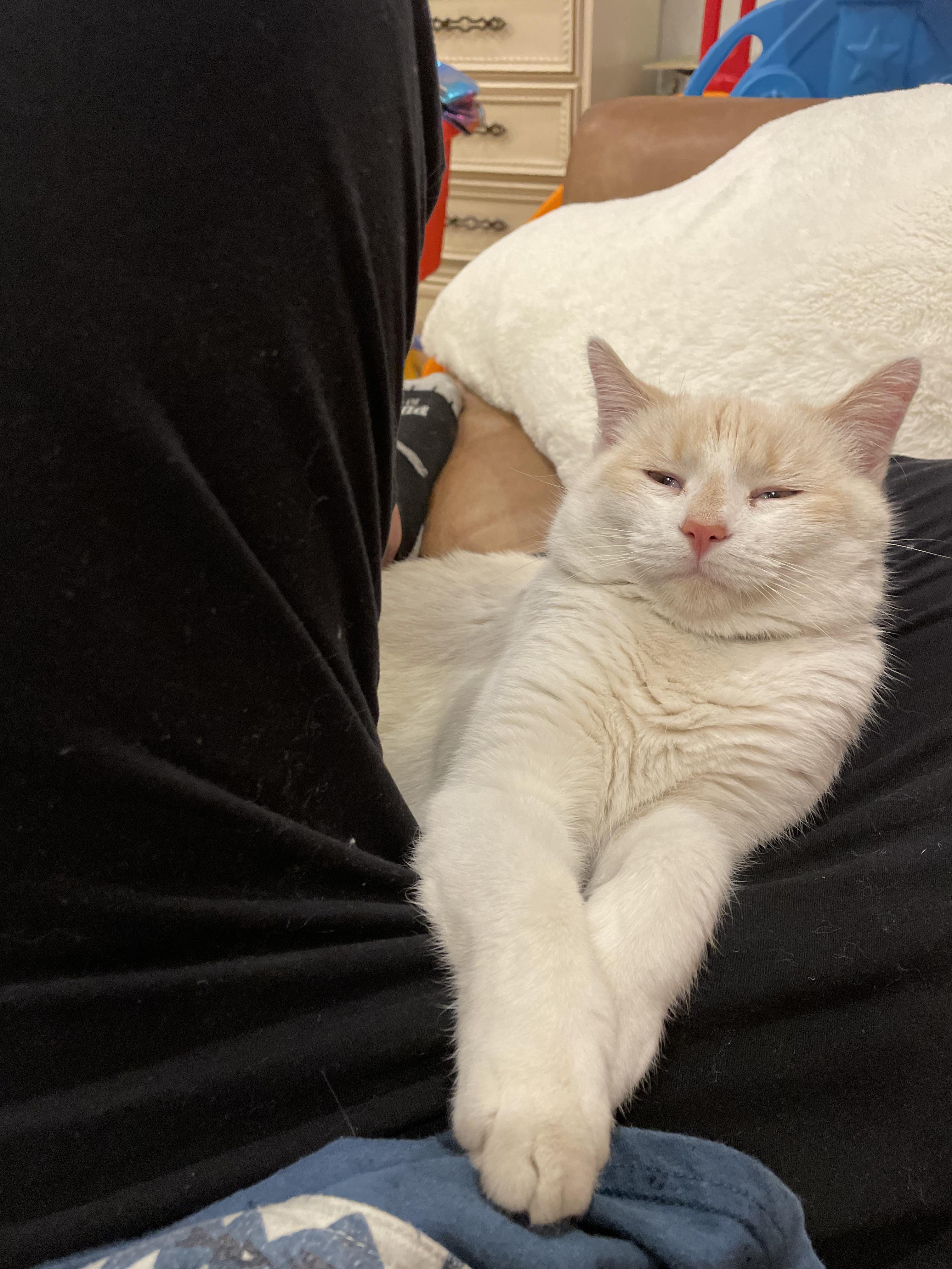 Caught my cat being majestic | Scrolller