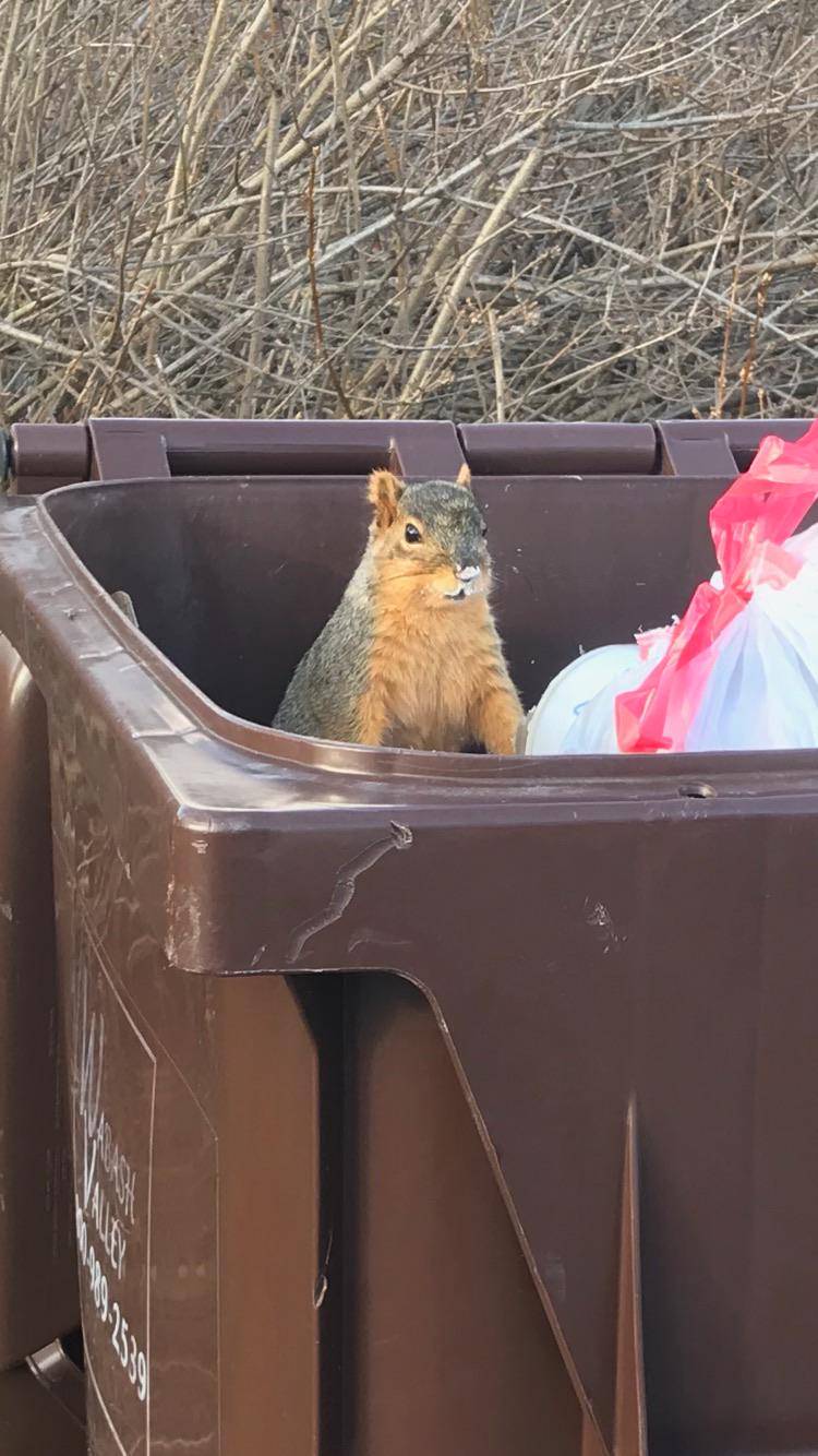 Caught this fat piece of shit eating whipped cream out of a discarded ...