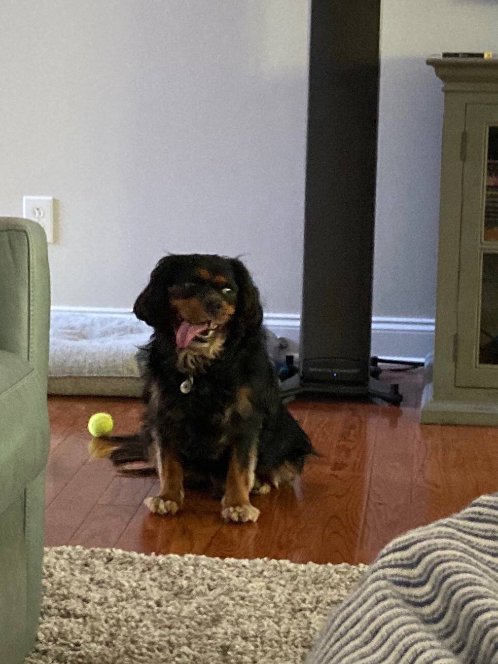 Cavalier Derp | Scrolller