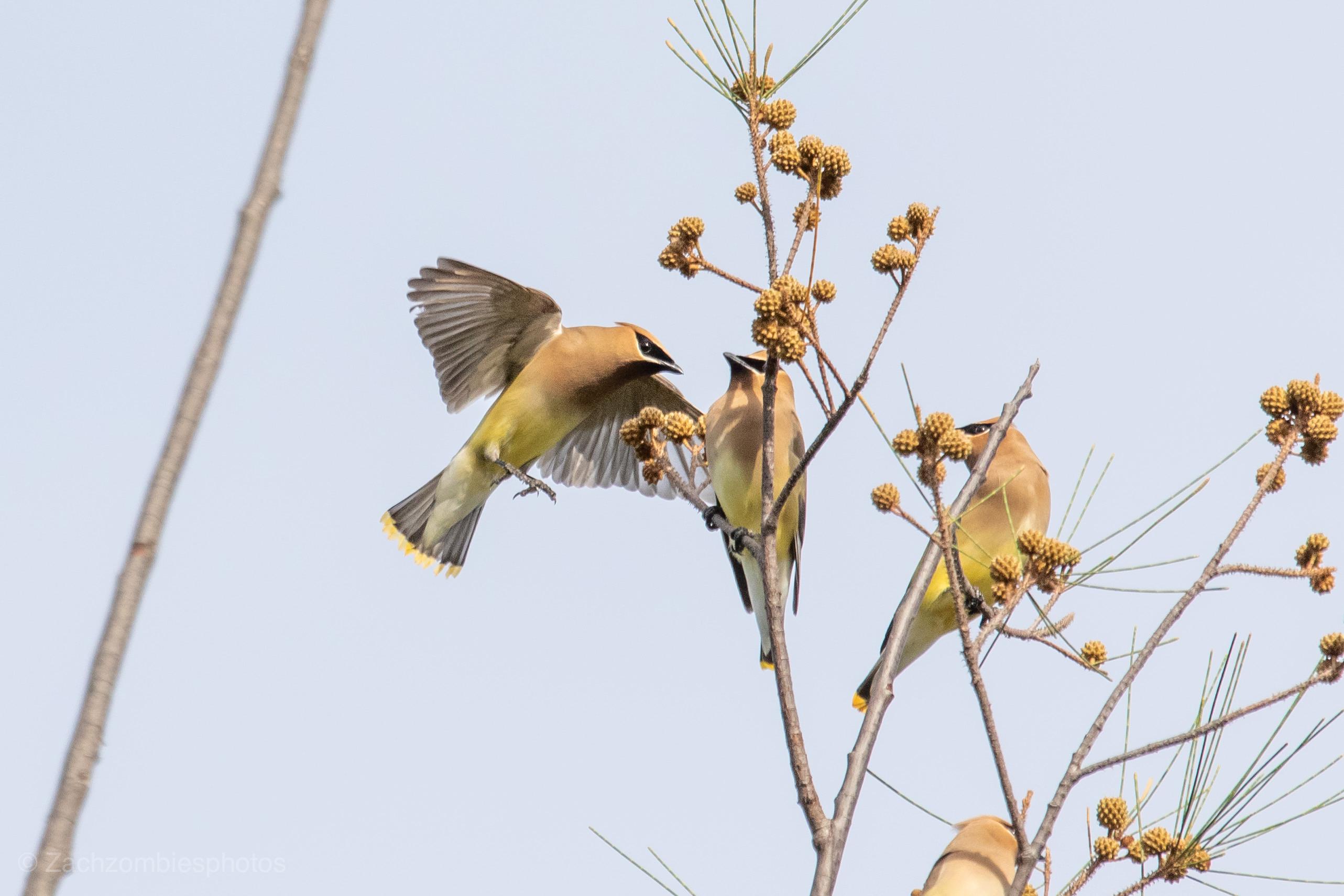 Cedar waxwings have been hanging around my house for a few days now. In south Florida. | Scrolller