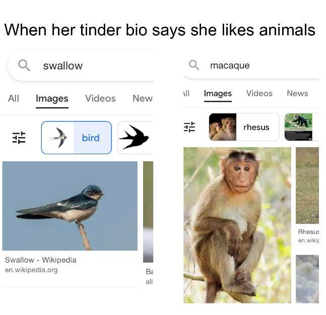 Cha cha real smooth | Scrolller