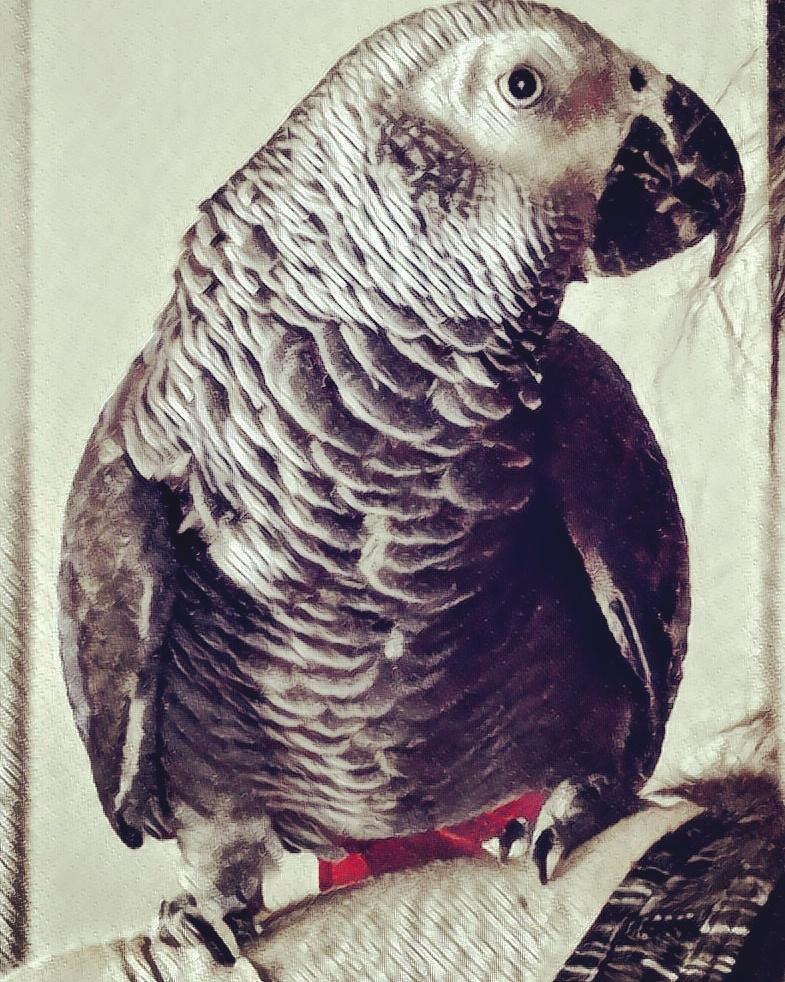 Chaco aka The Colonel | Scrolller