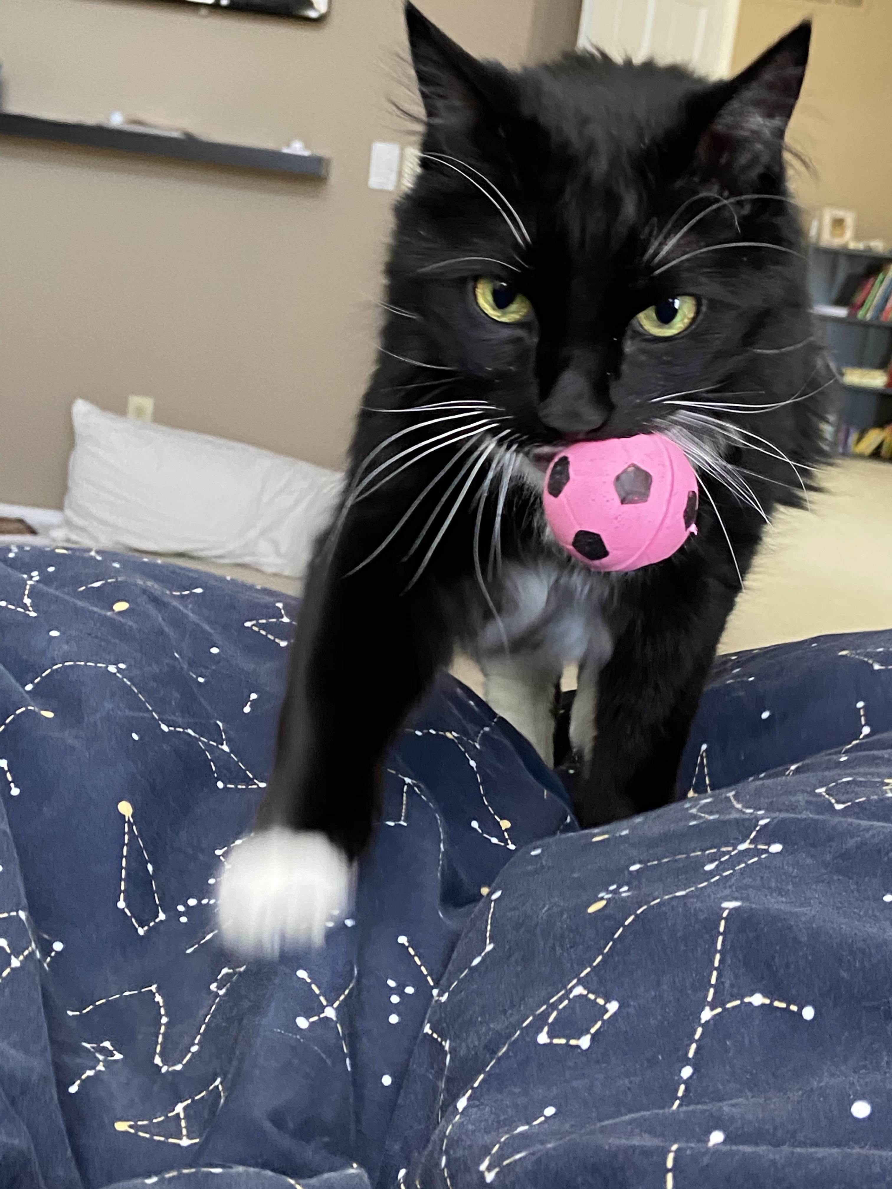 Chaos quite literally having a ball during quarantine. More human time ...