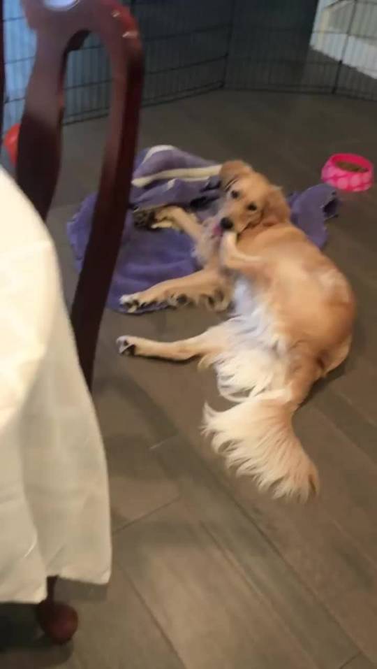 Chasing her tail has become too much of a chore, she compromised... | Scrolller