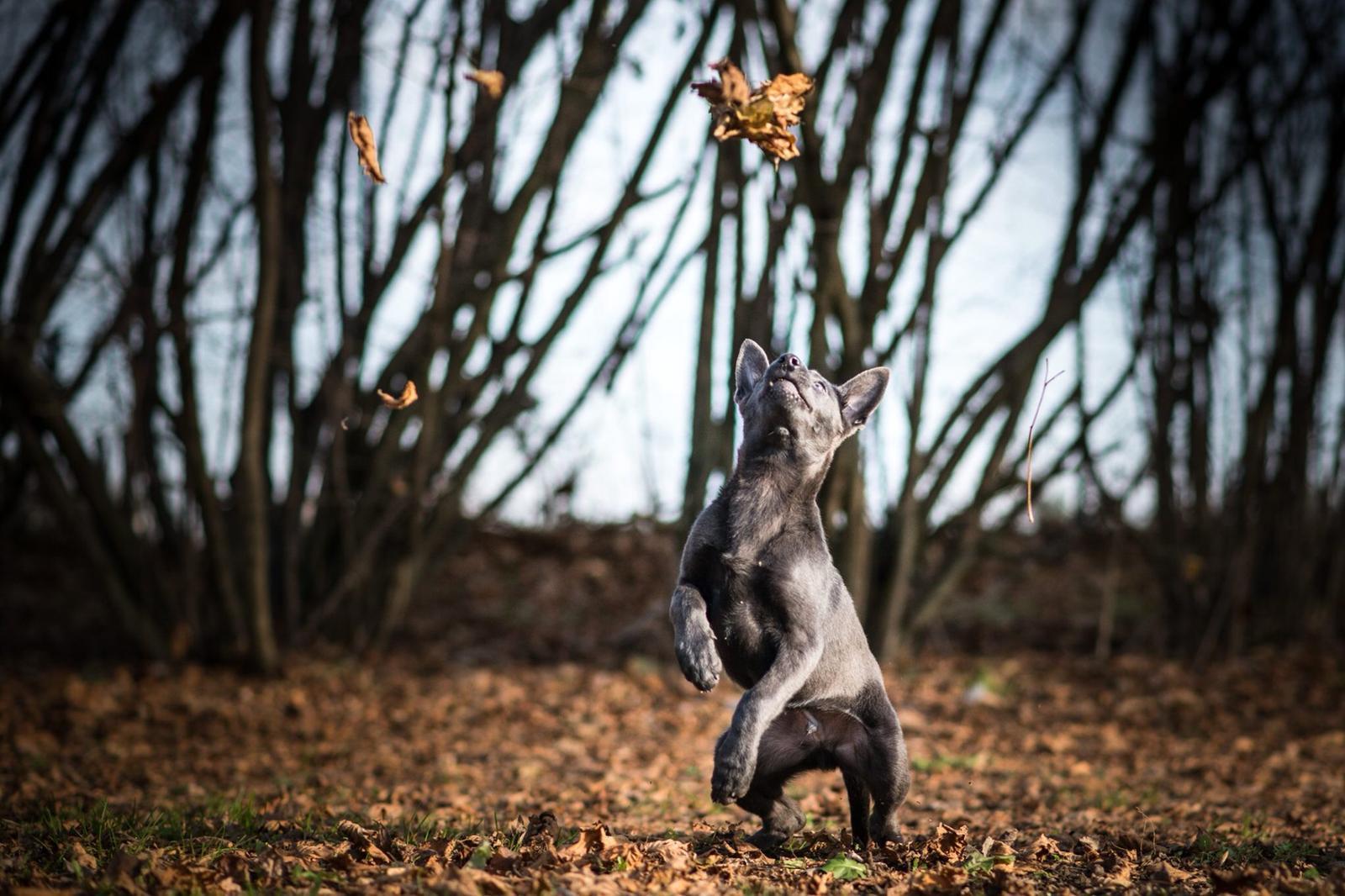 Chasing Leaves | Scrolller