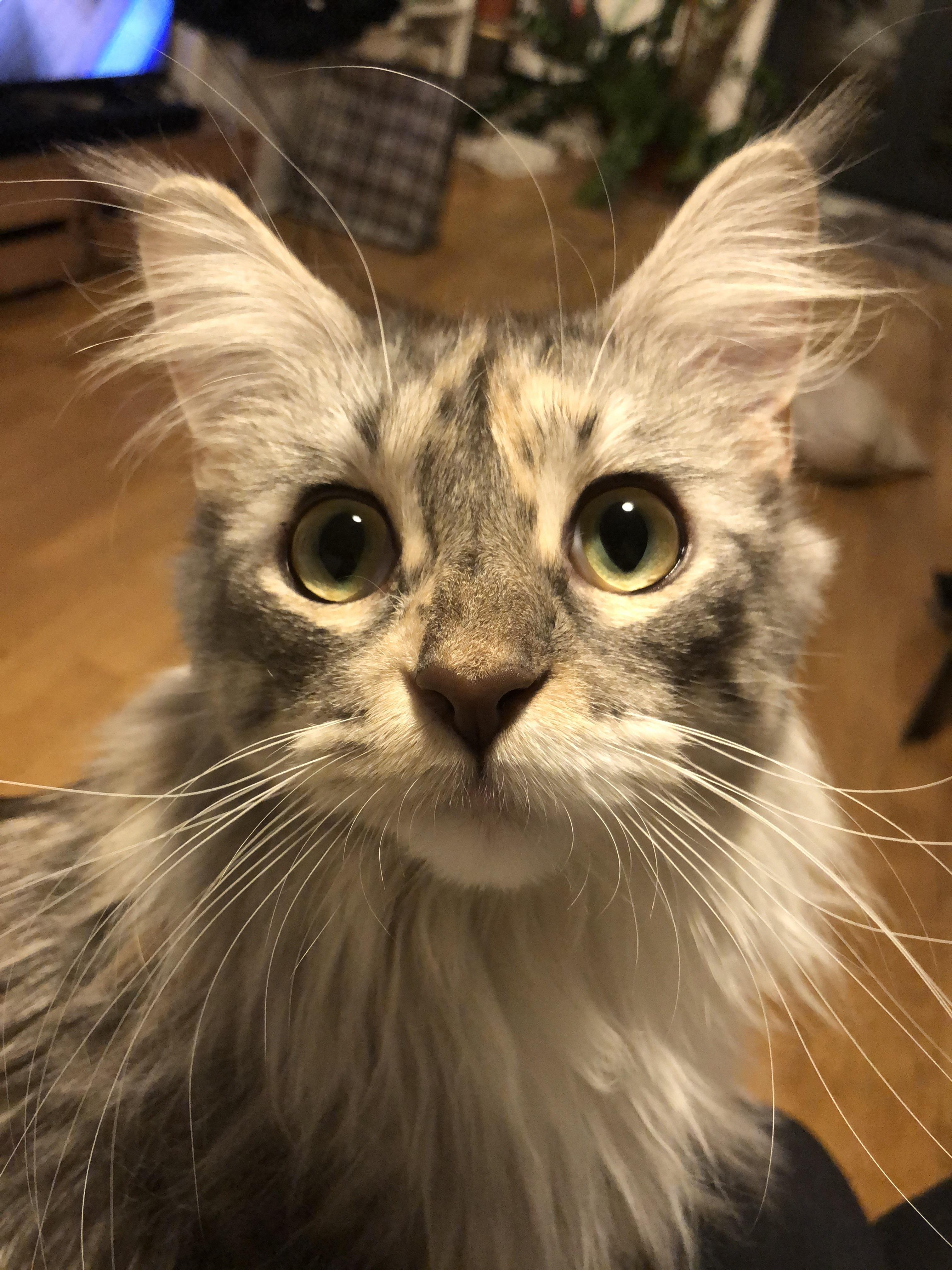 Check out Bodie’s ear on fleek ear floof 😺 | Scrolller