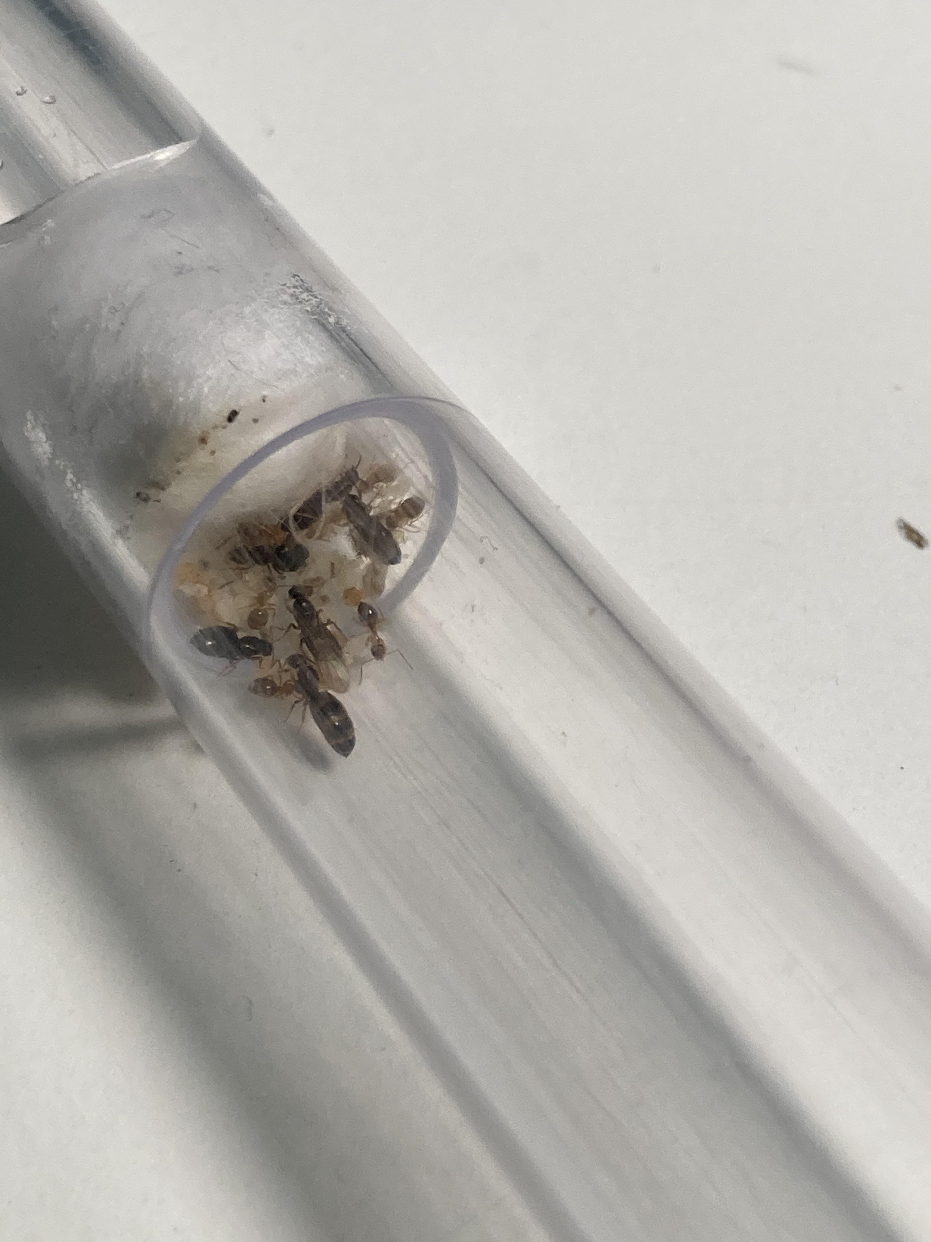 Check out my new community for pictures of ant brood r/Antbrood | Scrolller