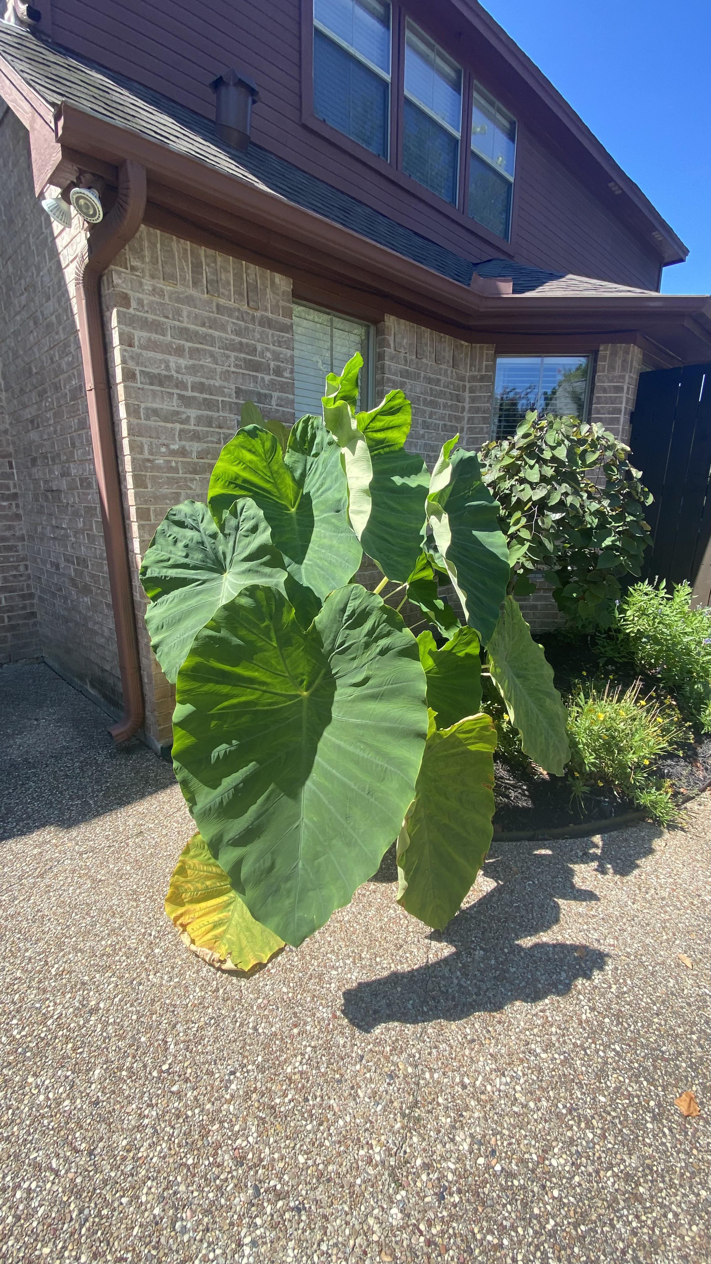 Check out these big ass leaves. | Scrolller