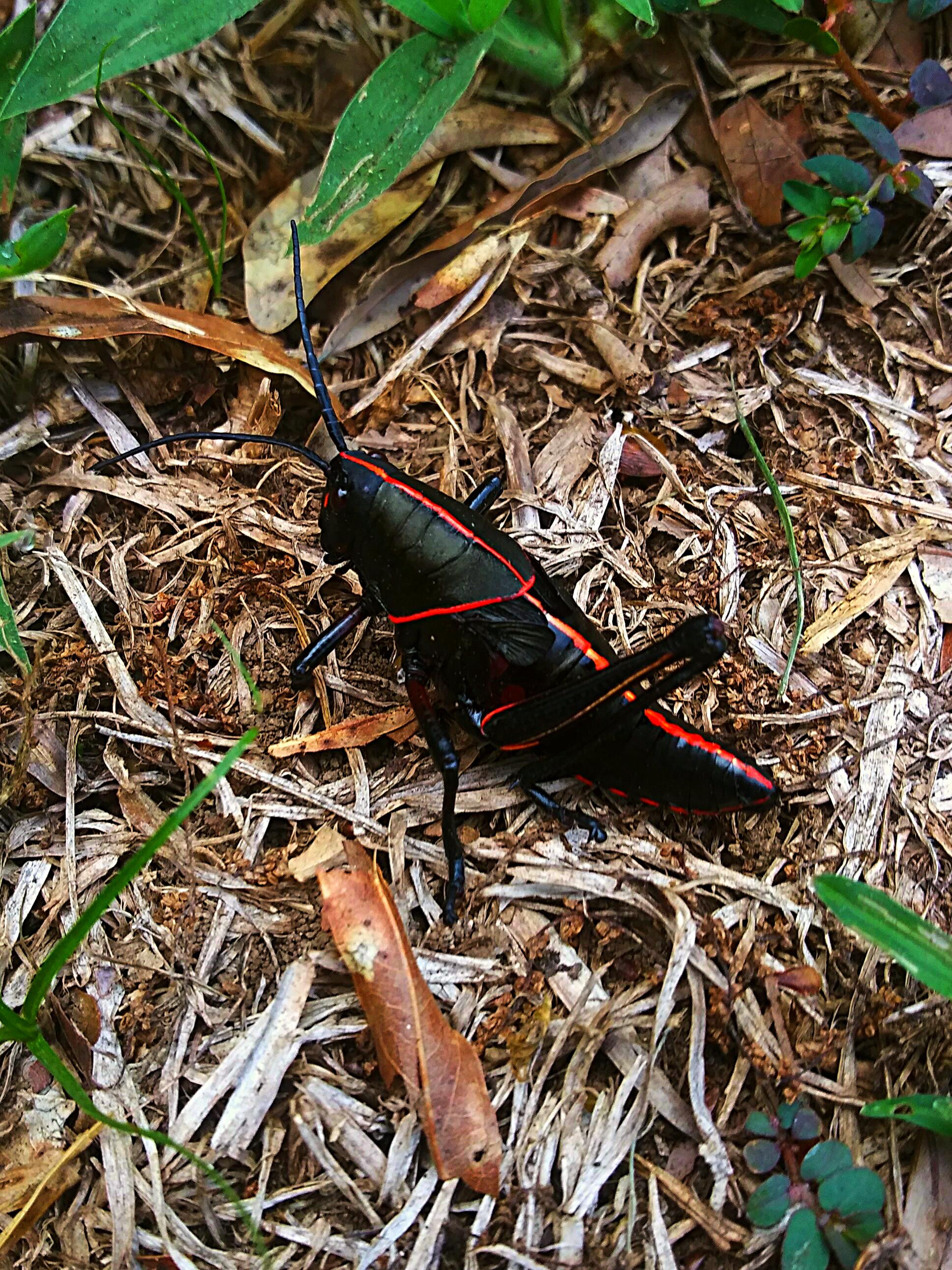 Darth Hopper | Scrolller