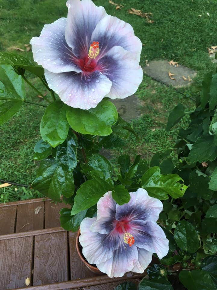 Check out this huge stormy hibiscus! | Scrolller