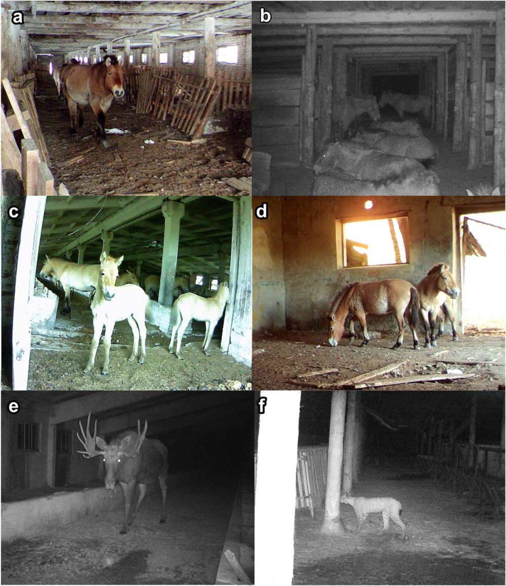 Chernobyl animals using abandoned buildings for shelter | Scrolller