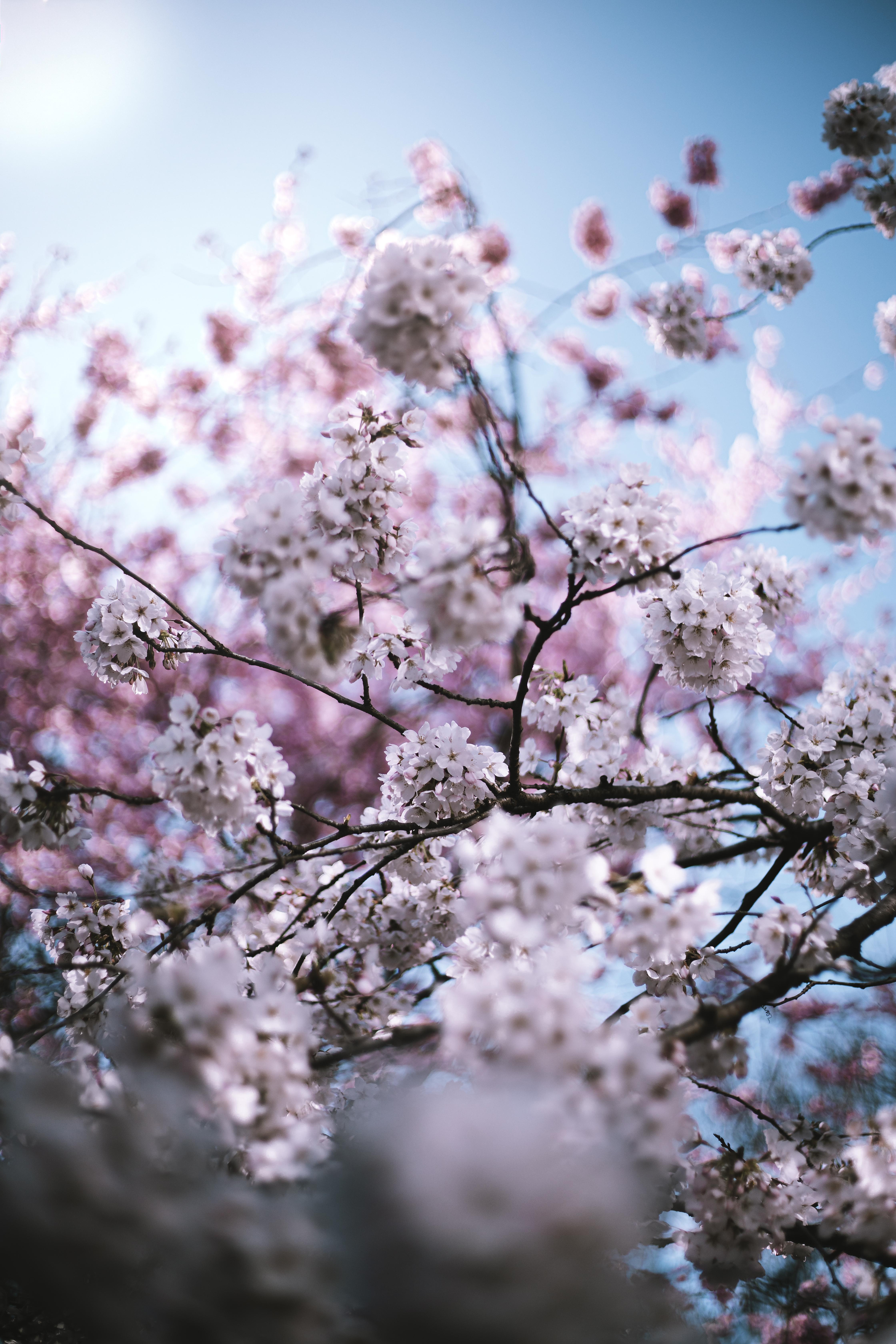 Cherry Blossom Scrolller