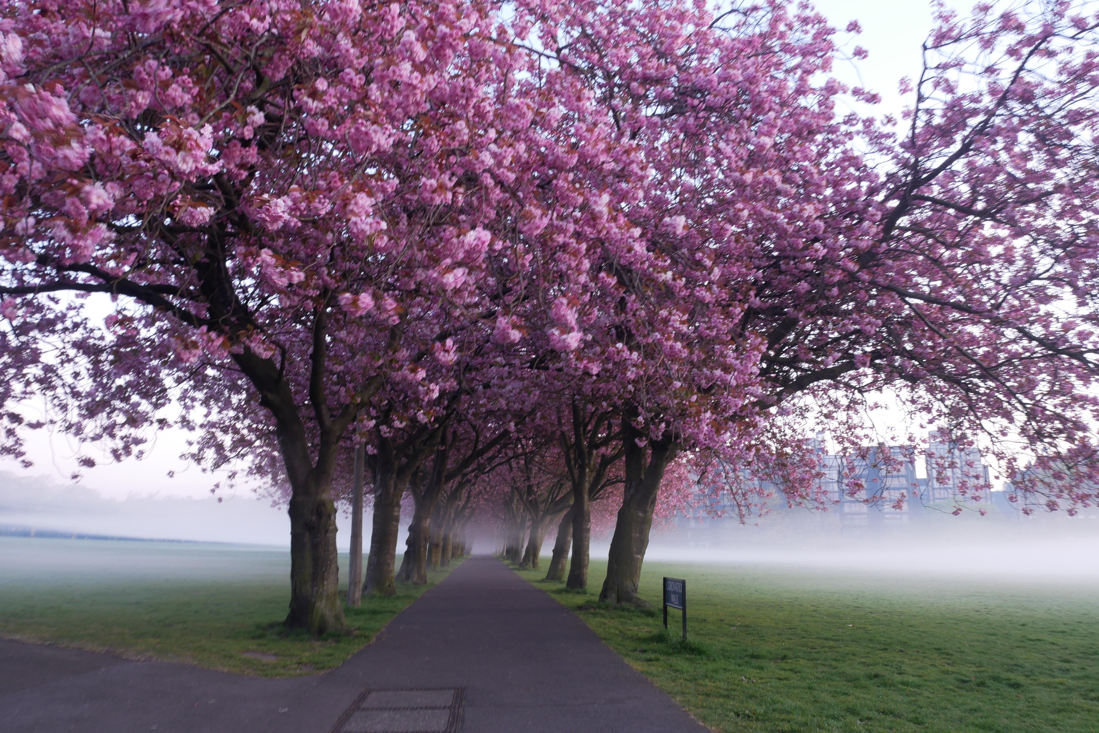 Cherry blossom in the Meadows are in full bloom 🌸 this was sunrise this morning! | Scrolller