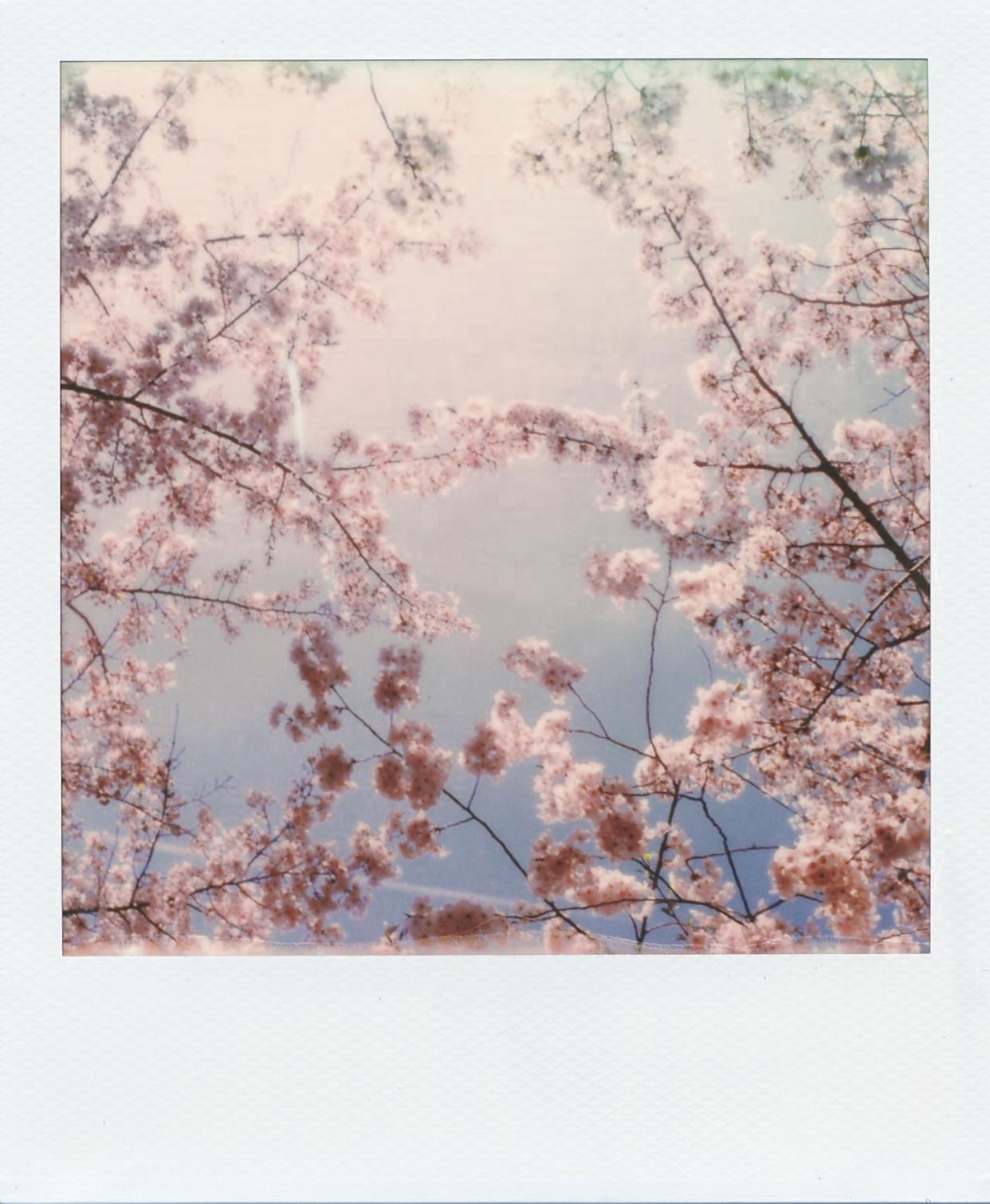 Cherry Blossoms / SX-70 | Scrolller