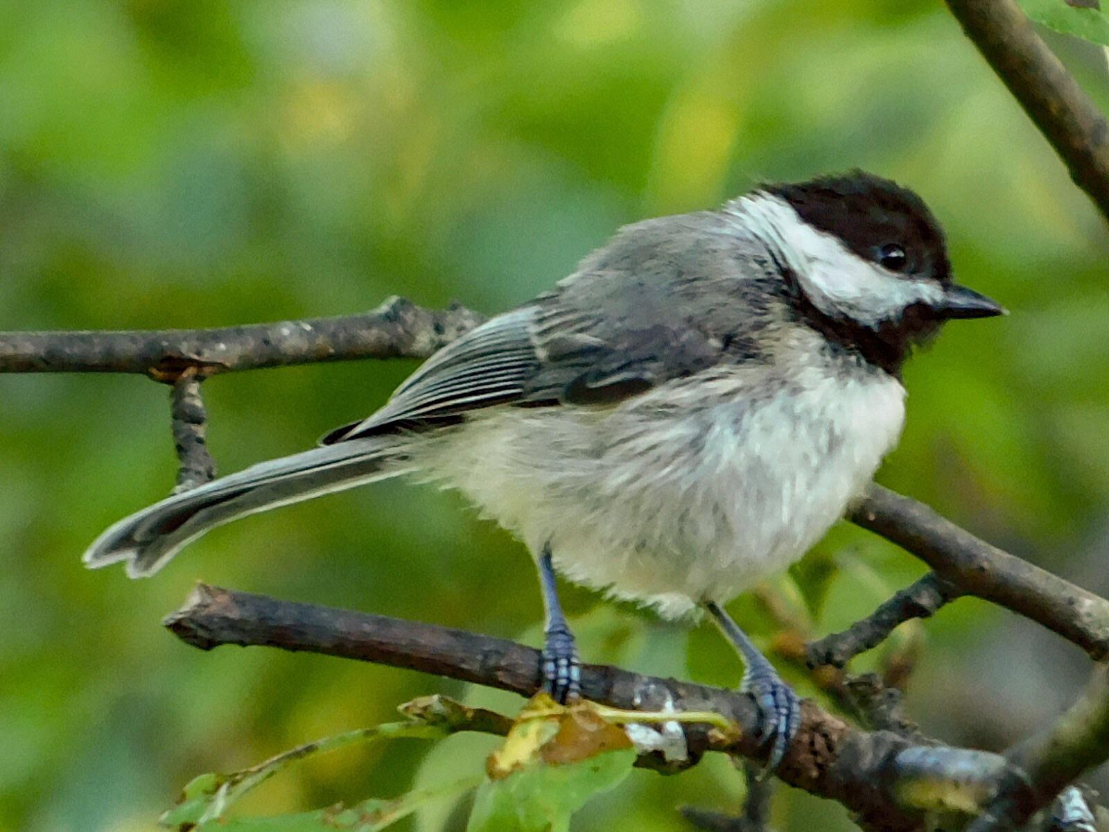 Chickadee borb! | Scrolller