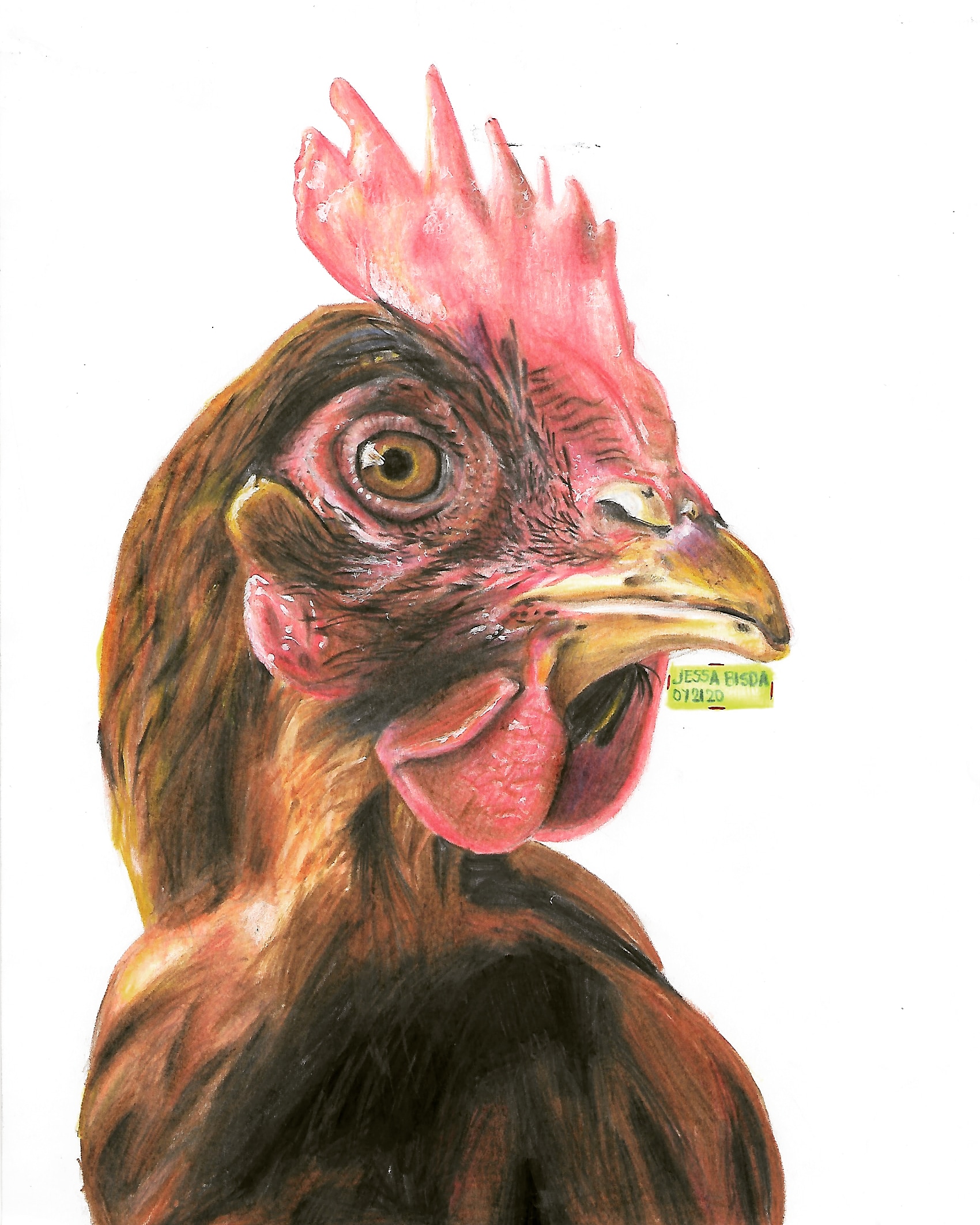 chicken portrait | Scrolller