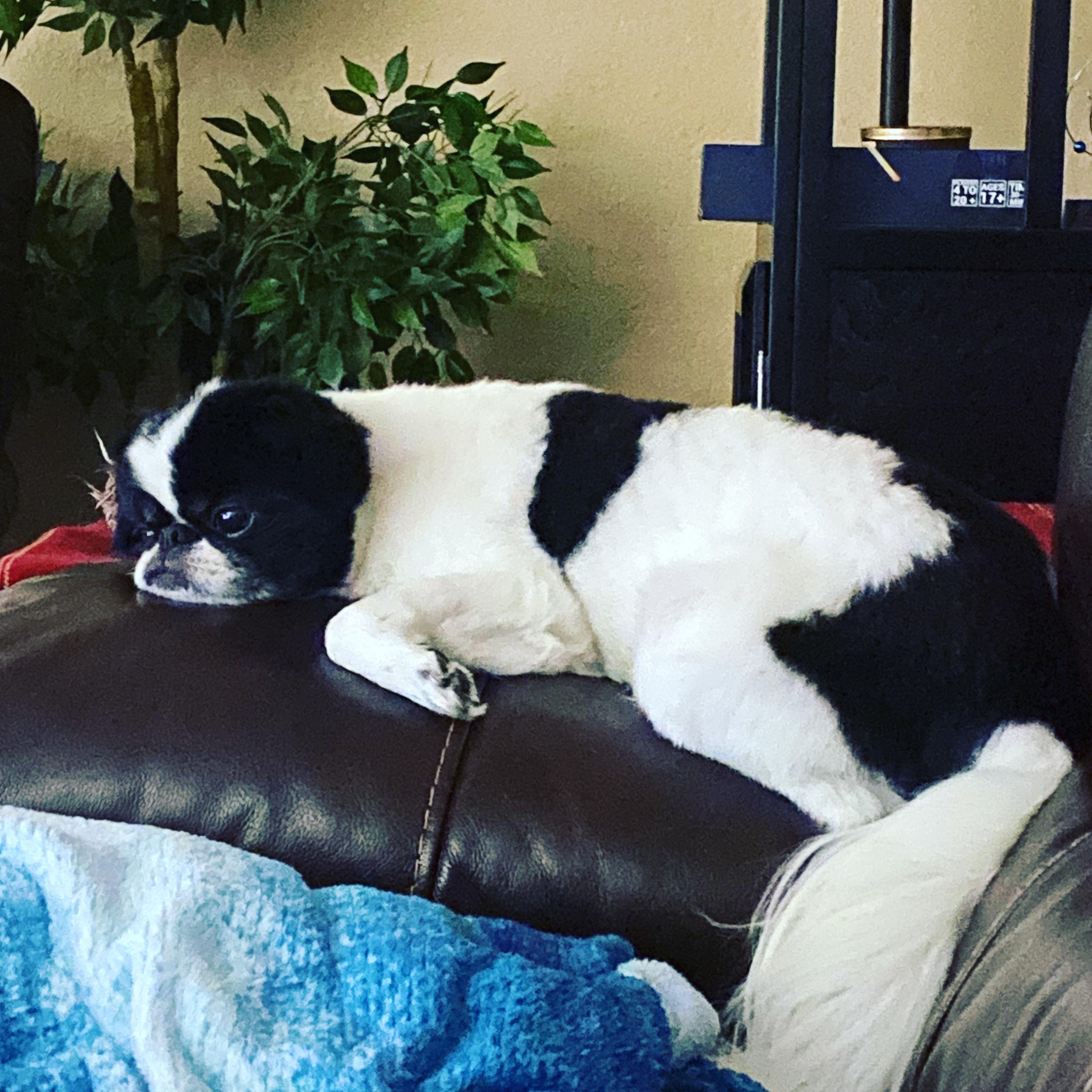 Chillin’ Chin. | Scrolller