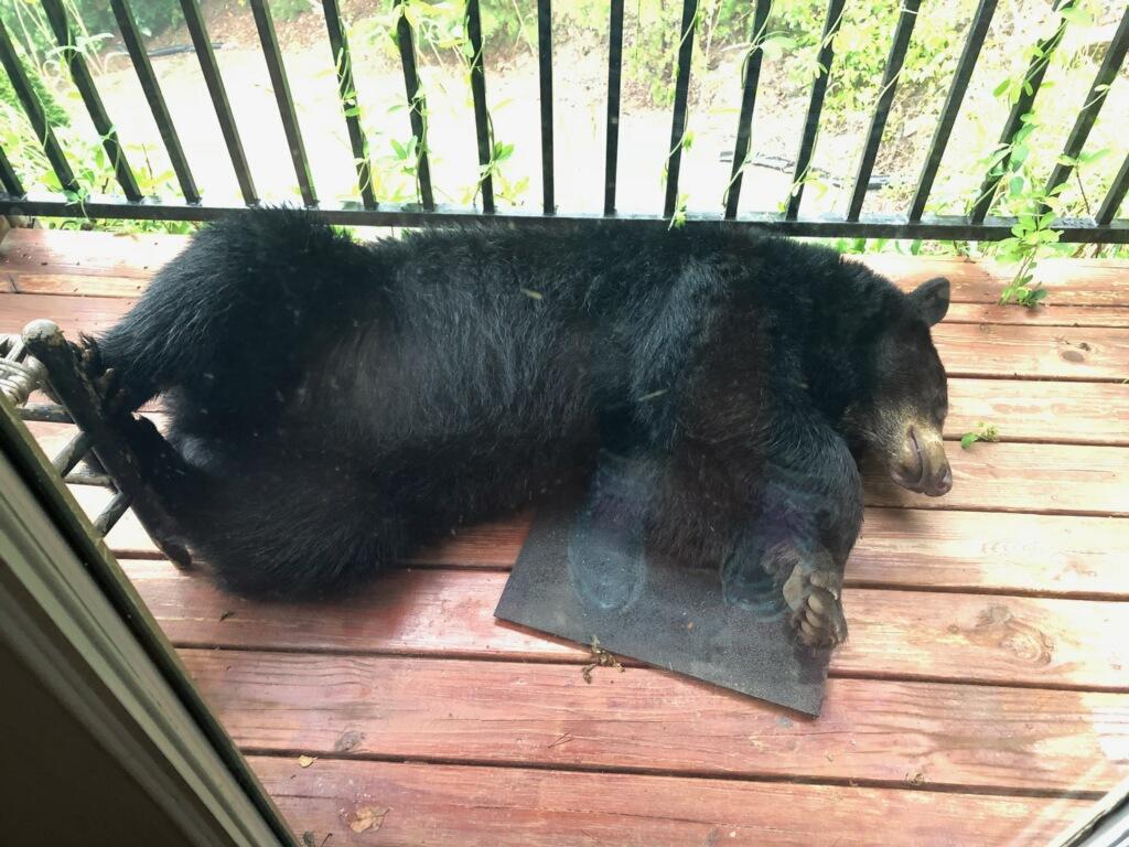 Chilling on the Front Porch | Scrolller