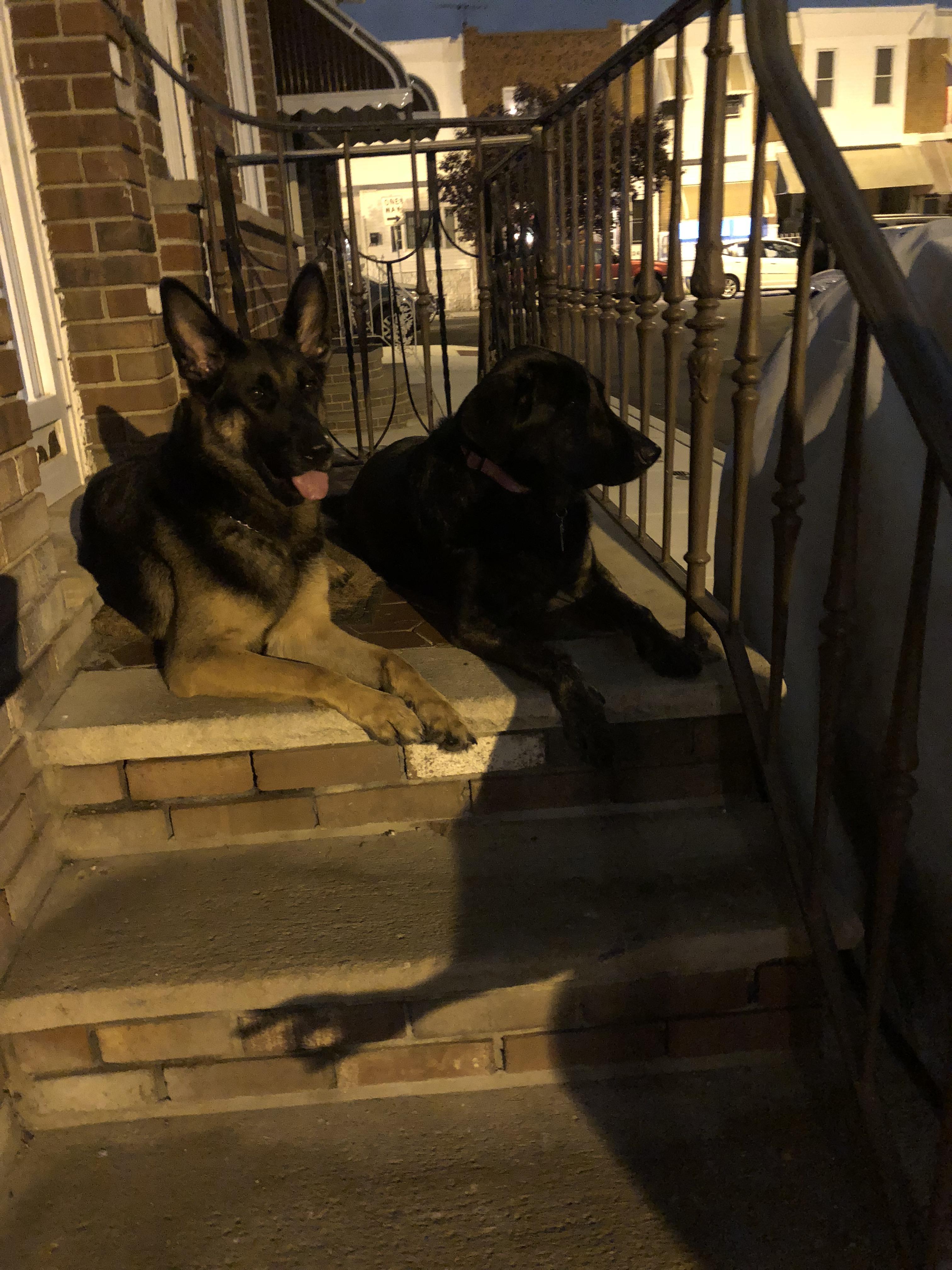 Chilling on the stoop | Scrolller