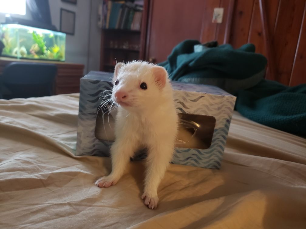 Chloe the little tissue box gremlin | Scrolller