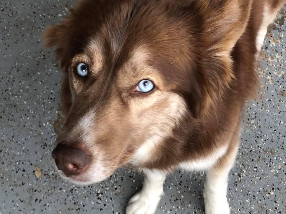 Chocolate husky | Scrolller