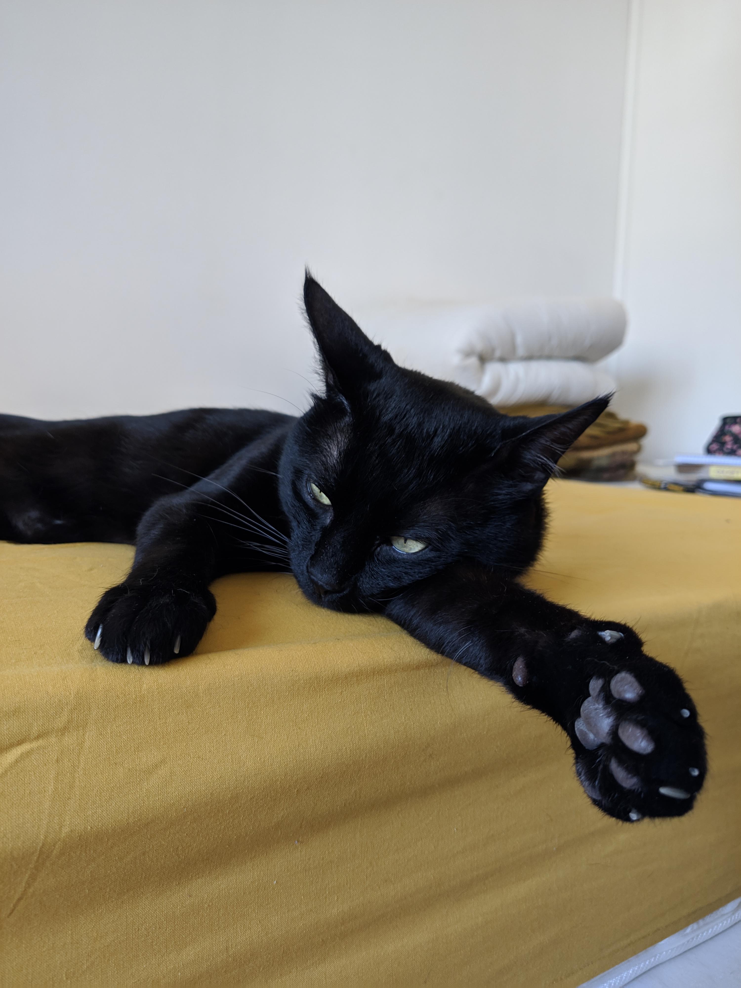 Chocolate toebeans | Scrolller
