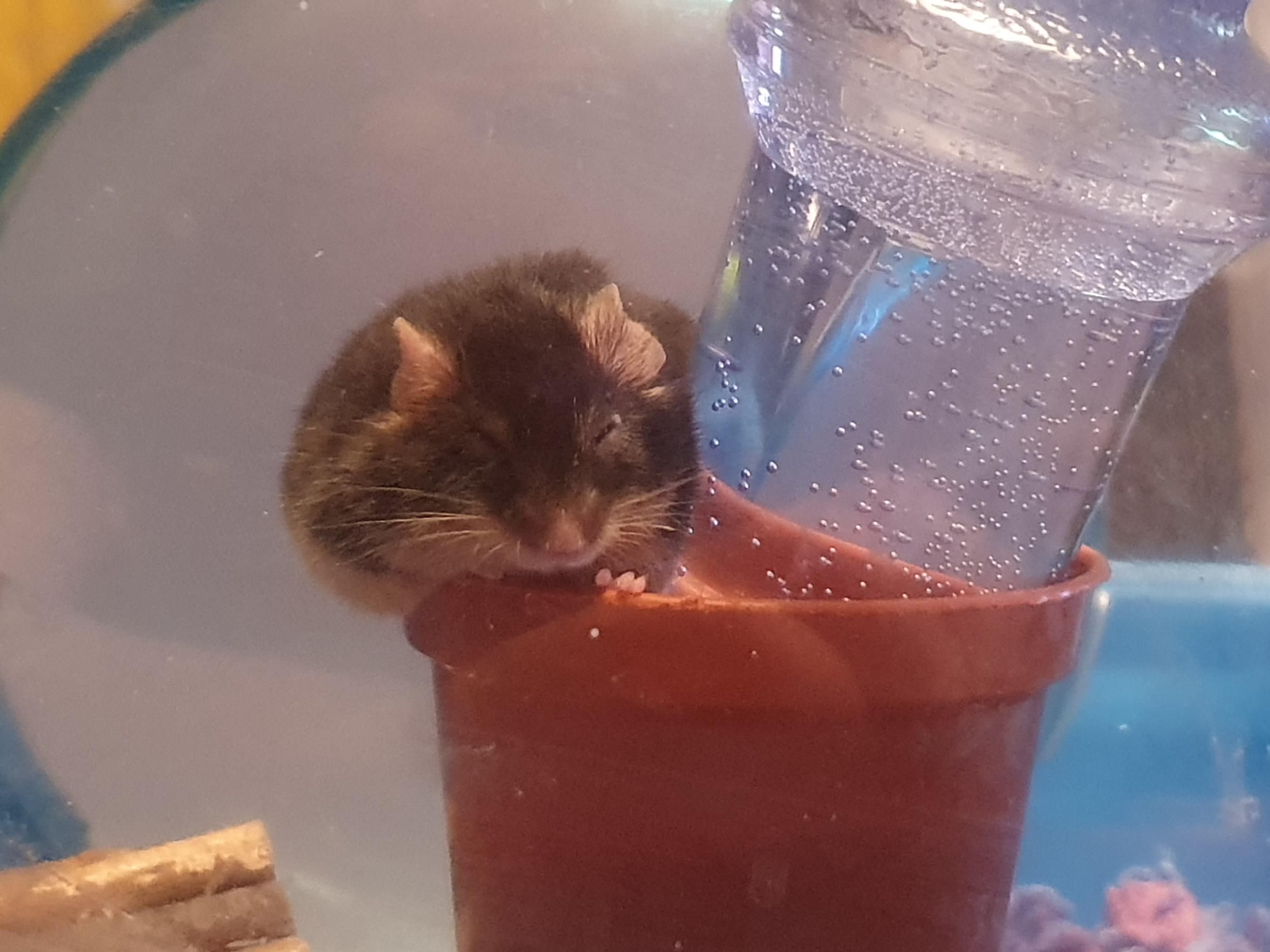 Chonk pancake asleep on water bottle | Scrolller