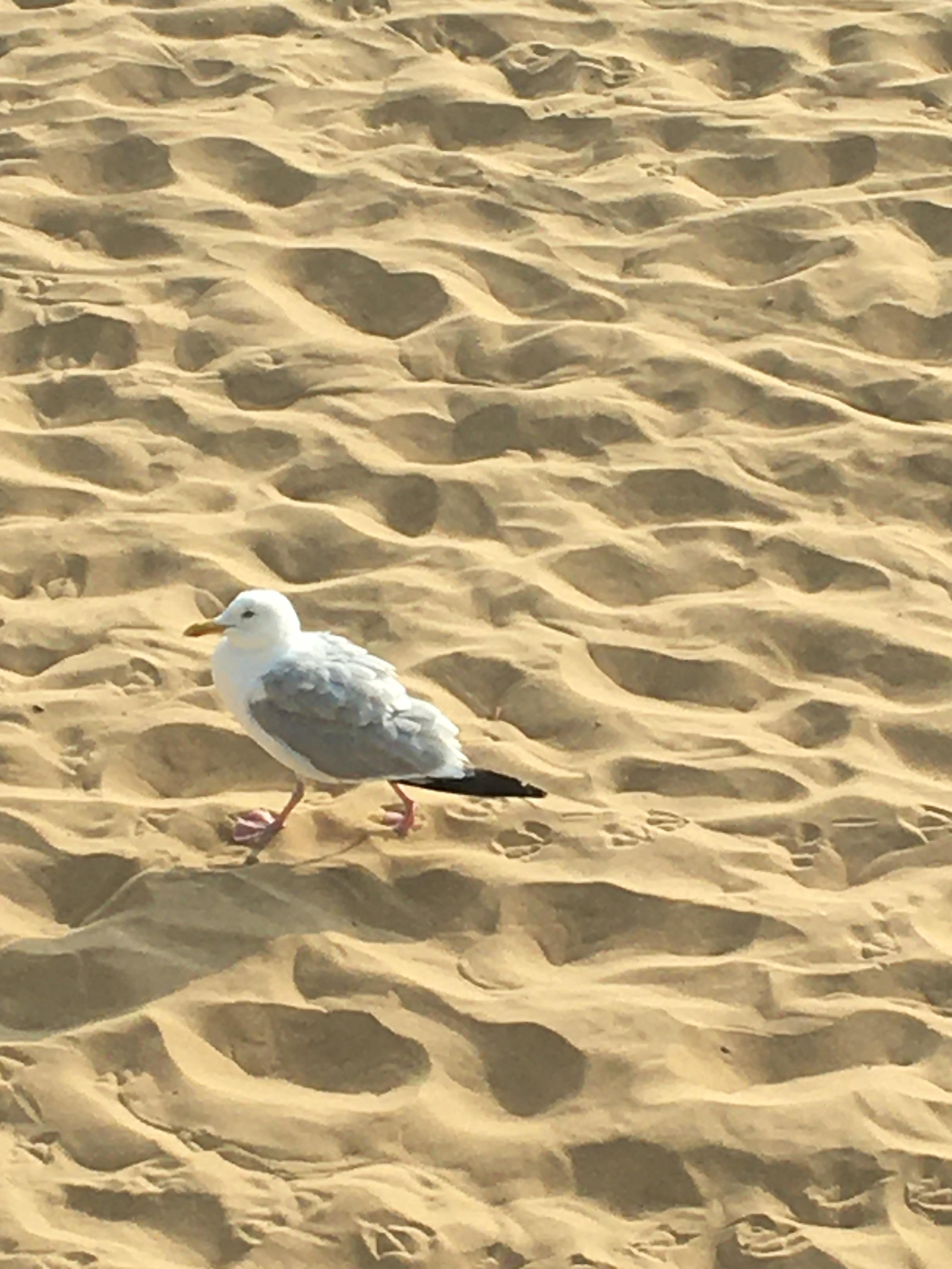 Chonky boy 🥳 | Scrolller