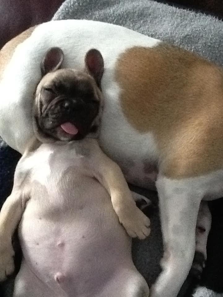 Chonky derpy boy | Scrolller