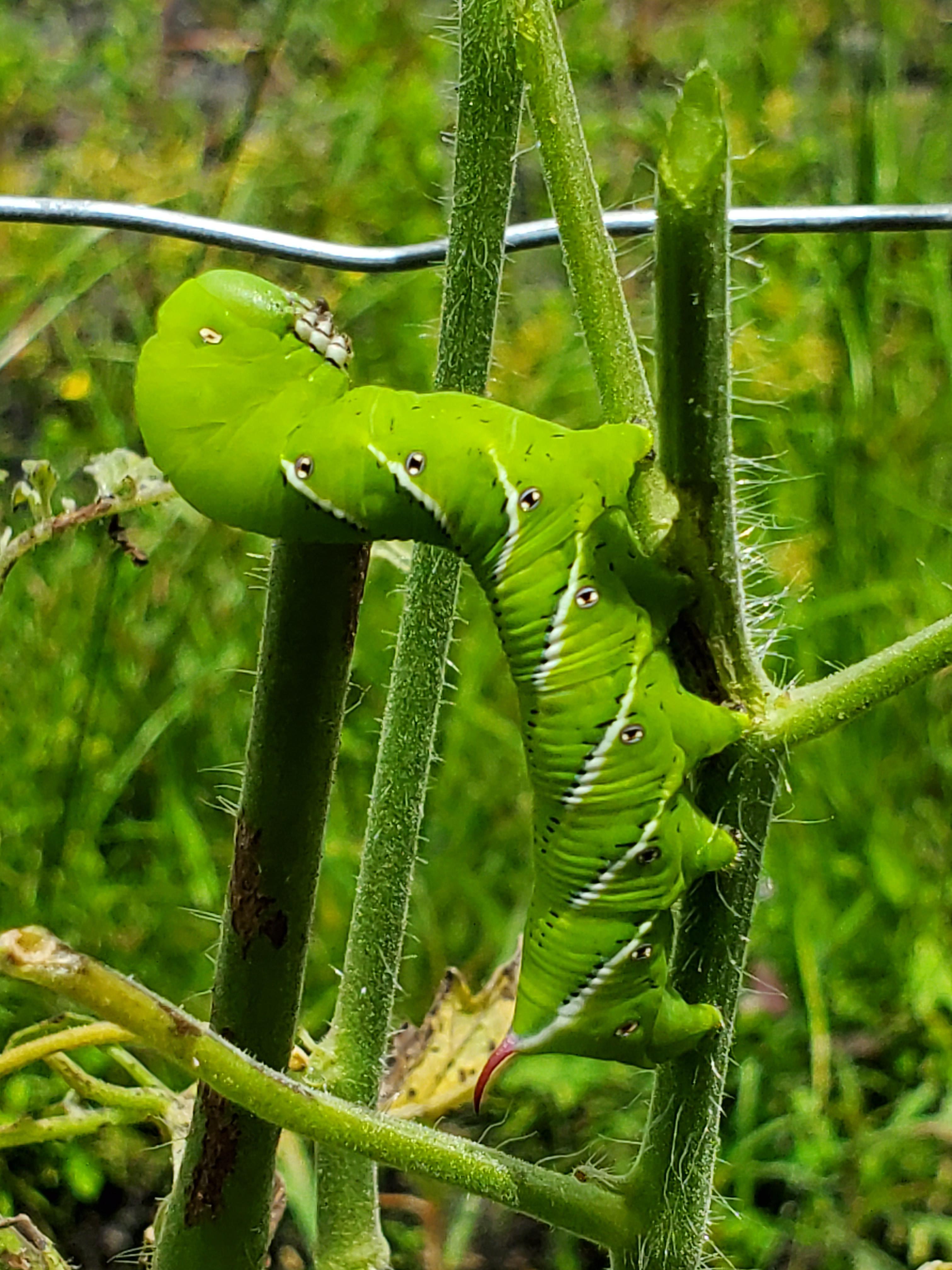 Chonky horned worm. | Scrolller