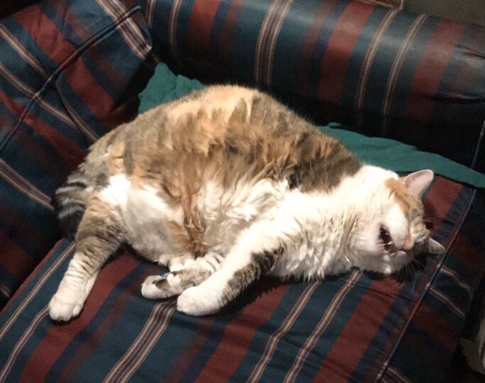 Chonky scrunge | Scrolller