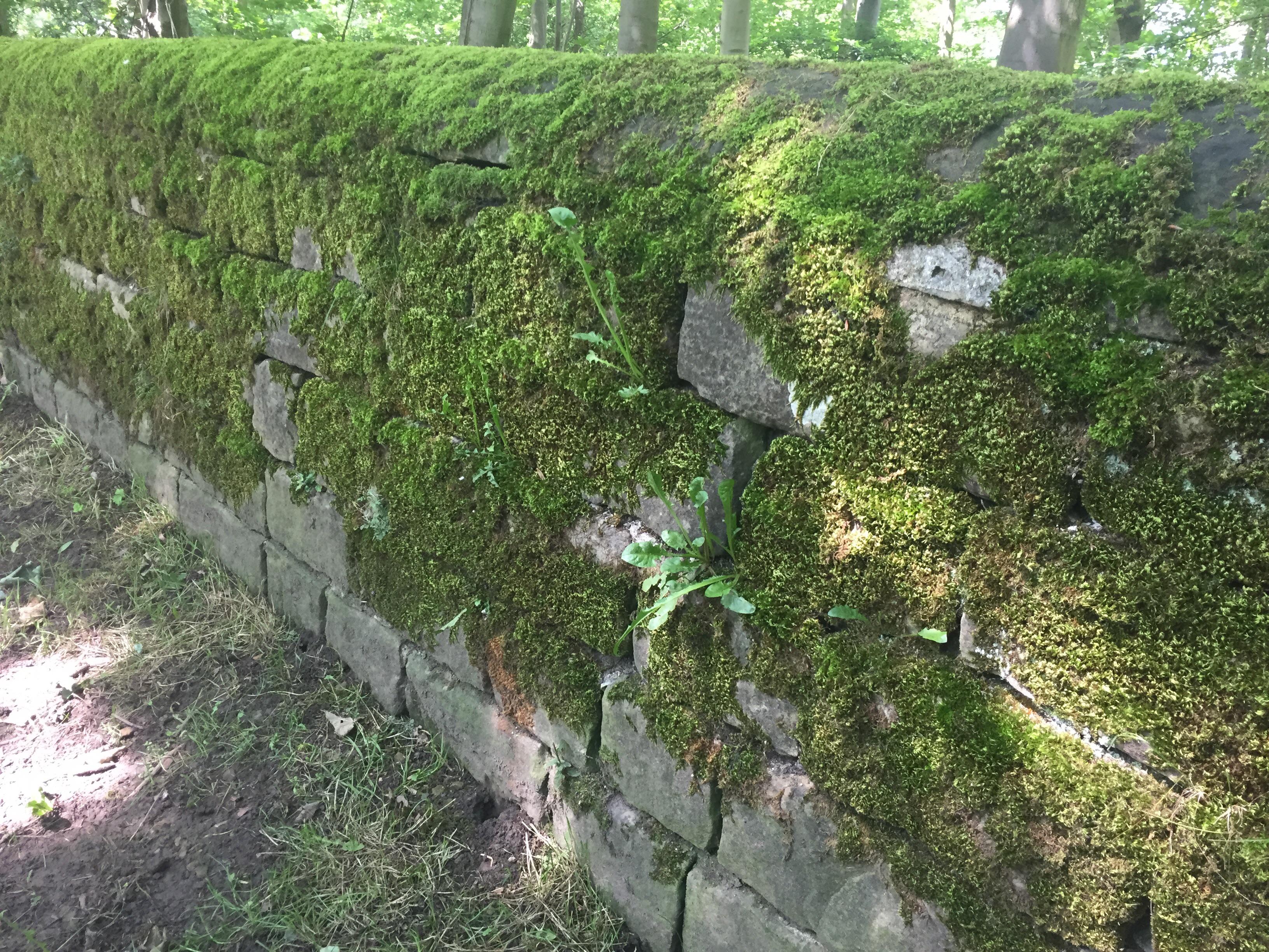 chonky wall | Scrolller