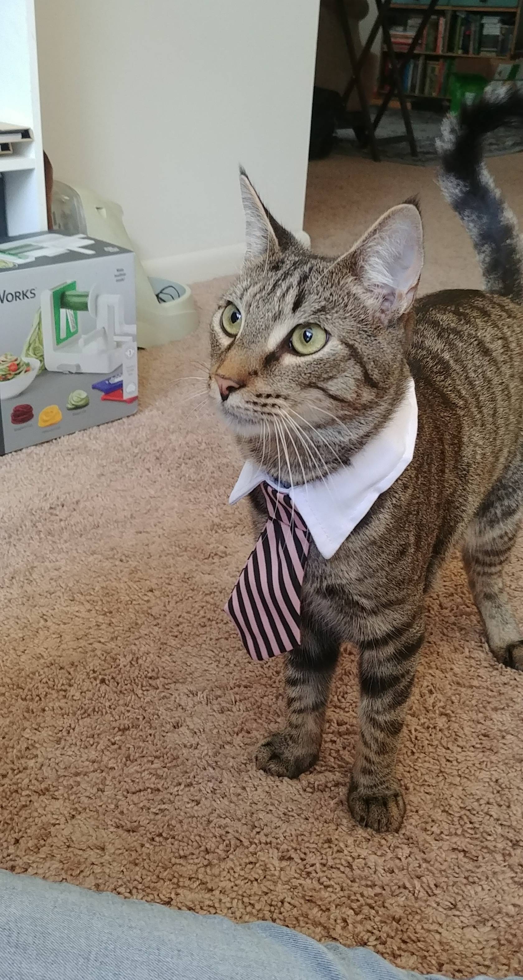 Chris works down at the Kibbles office now | Scrolller