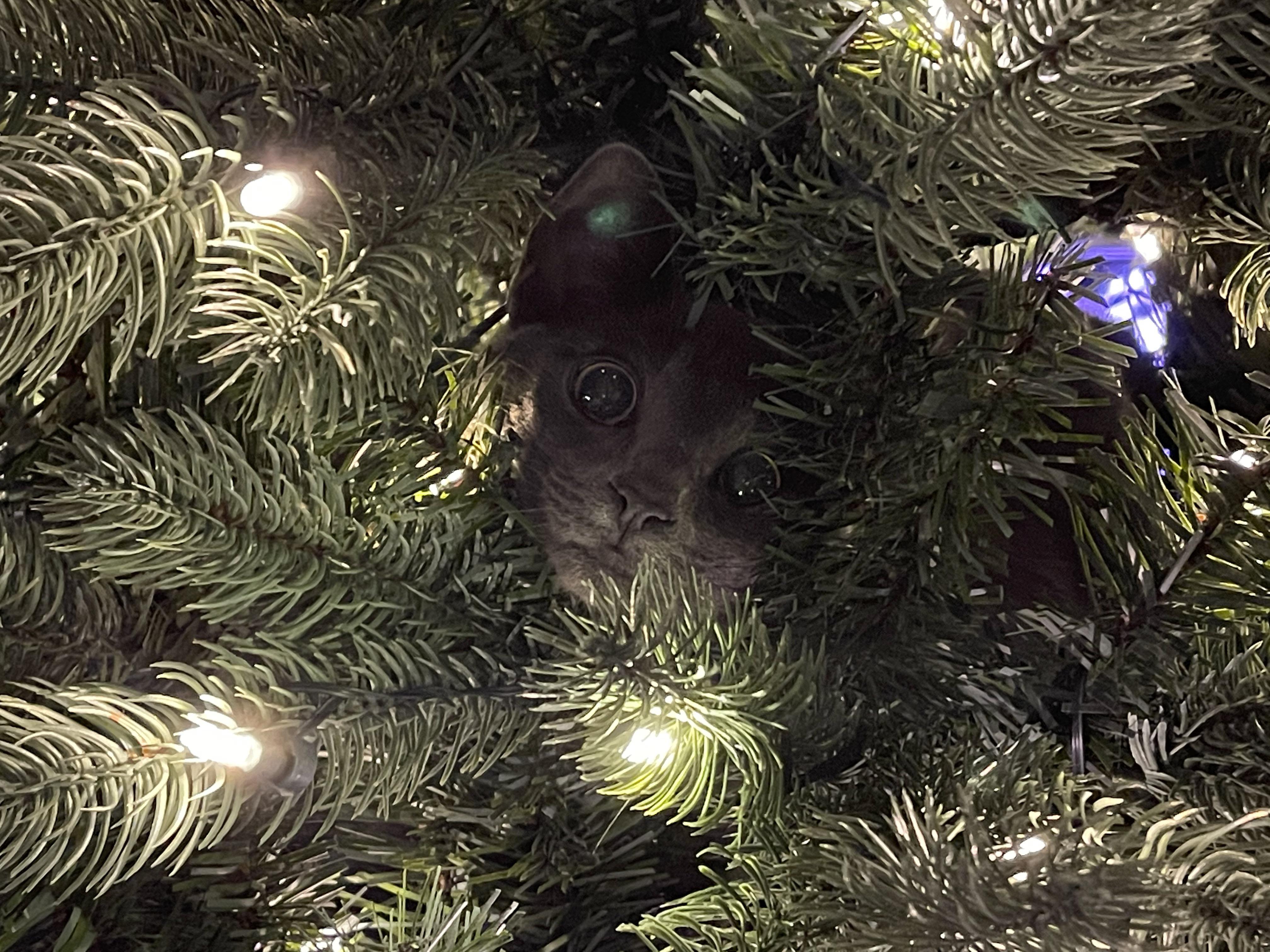 Christmas lights | Scrolller