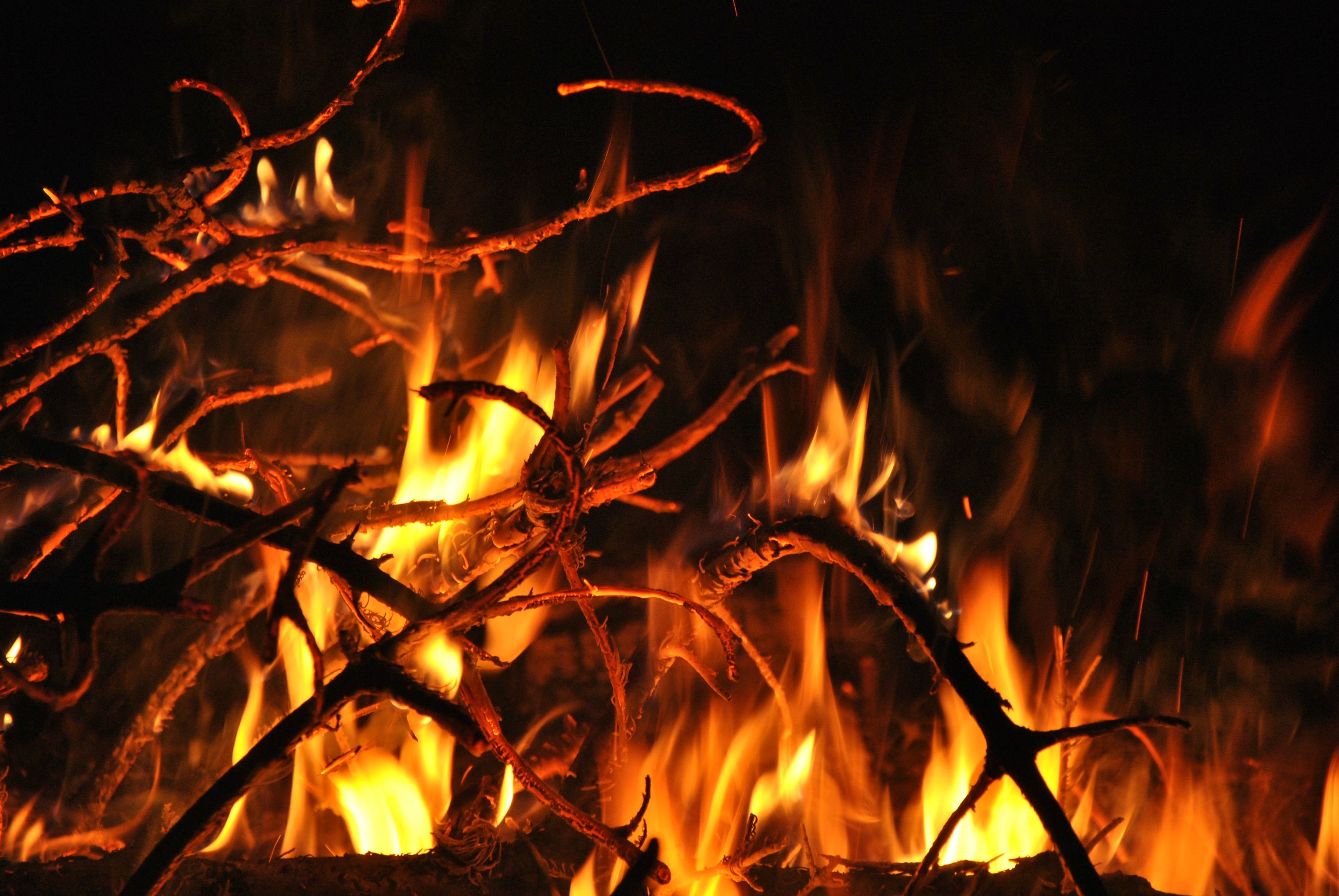 Christmas Trees [3872x2592] [OC] | Scrolller