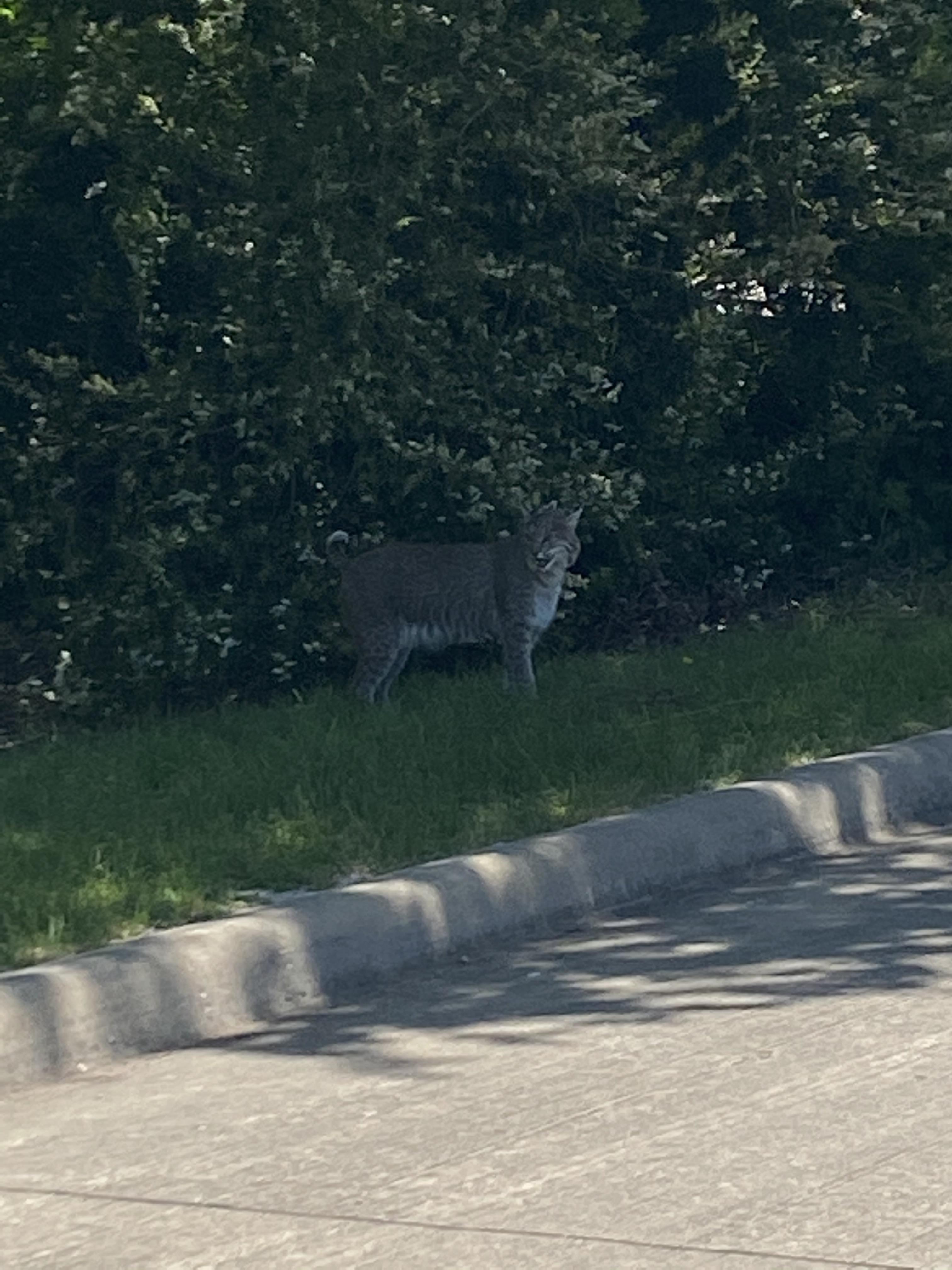 Chubby Bobcat | Scrolller