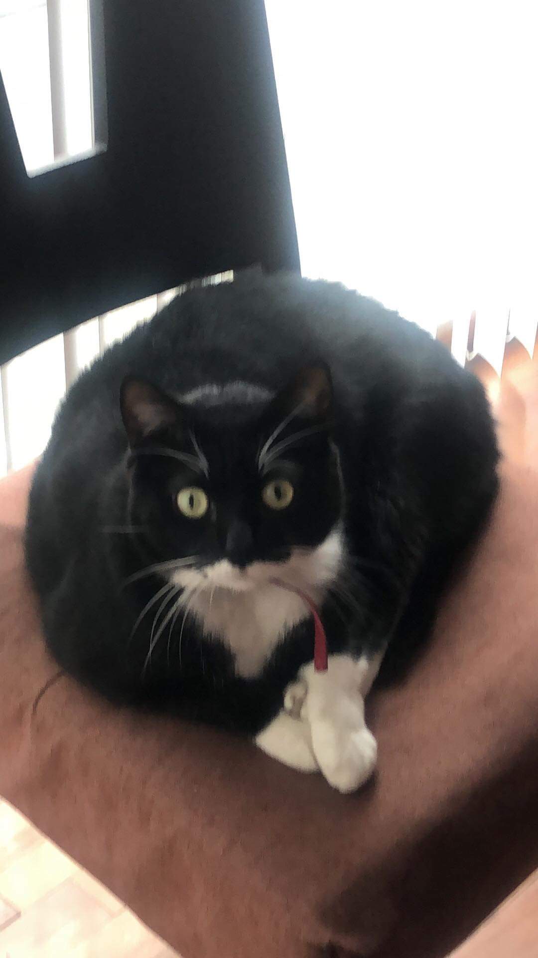 Chubby boy | Scrolller